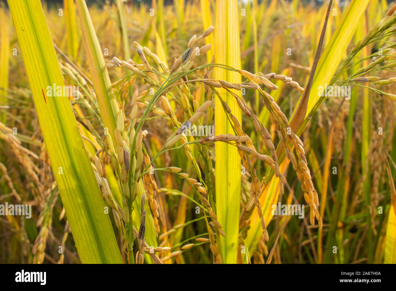 Gold rice paddy hi-res stock photography and images - Alamy