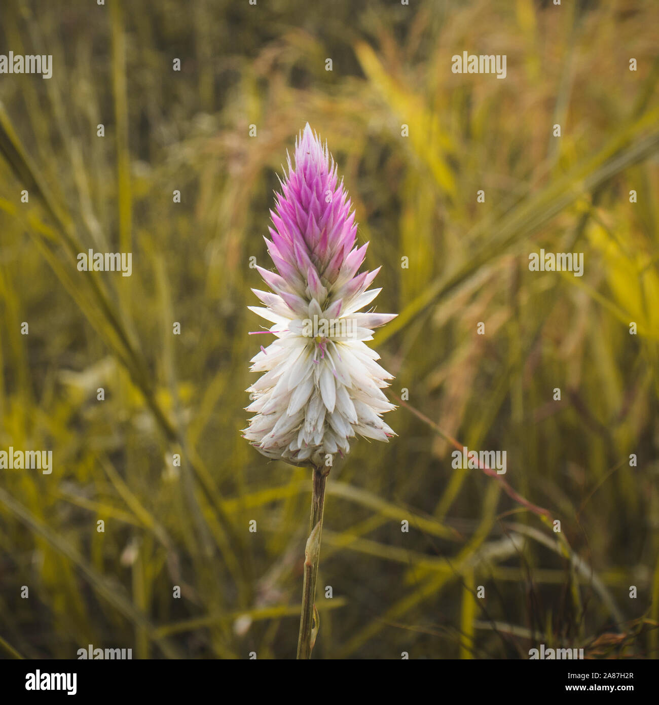 Rooster comb hi-res stock photography and images - Alamy