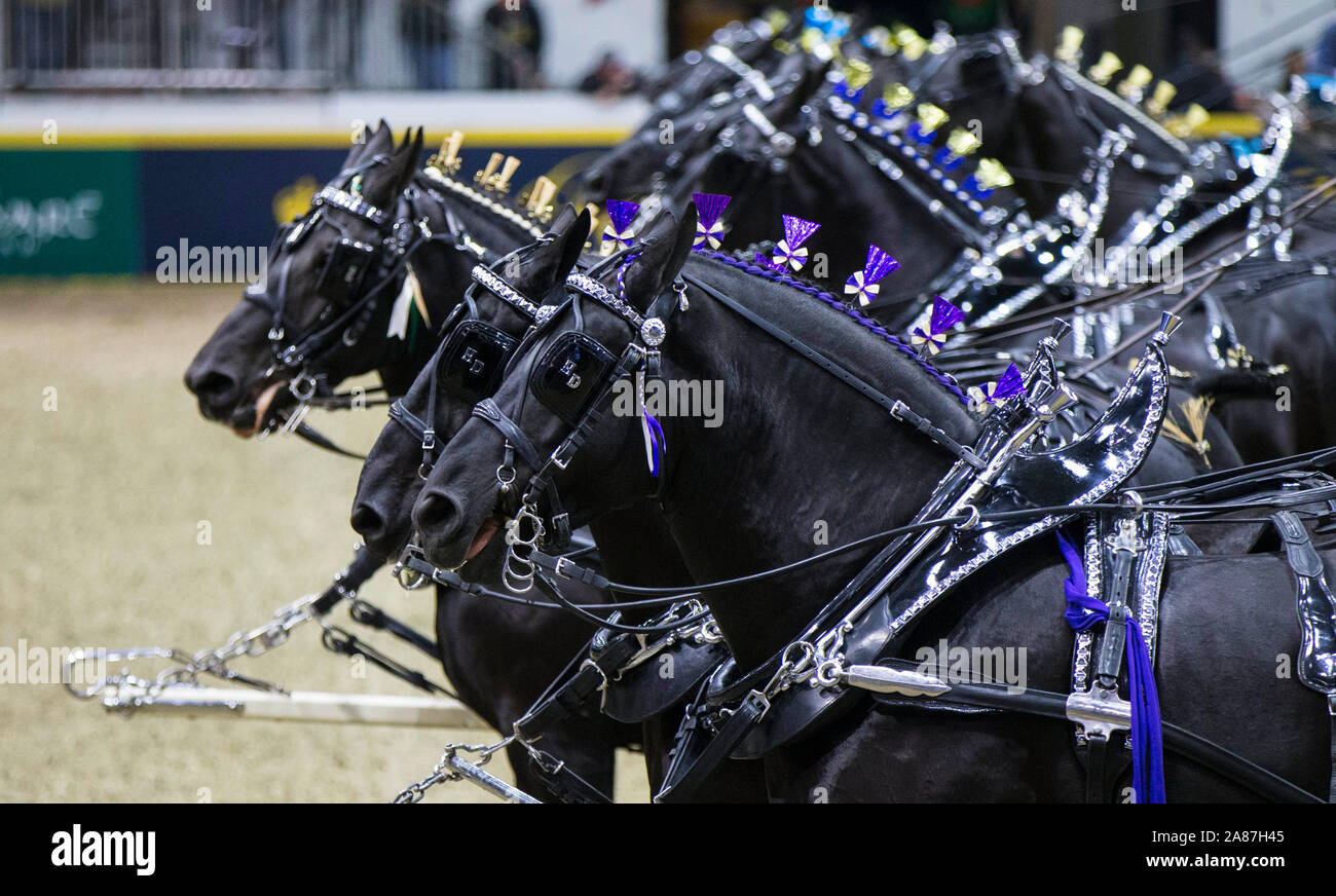 Toronto, Canada. 6th Nov, 2019. Percheron two-horse teams are seen during the 2019 Royal Horse ...