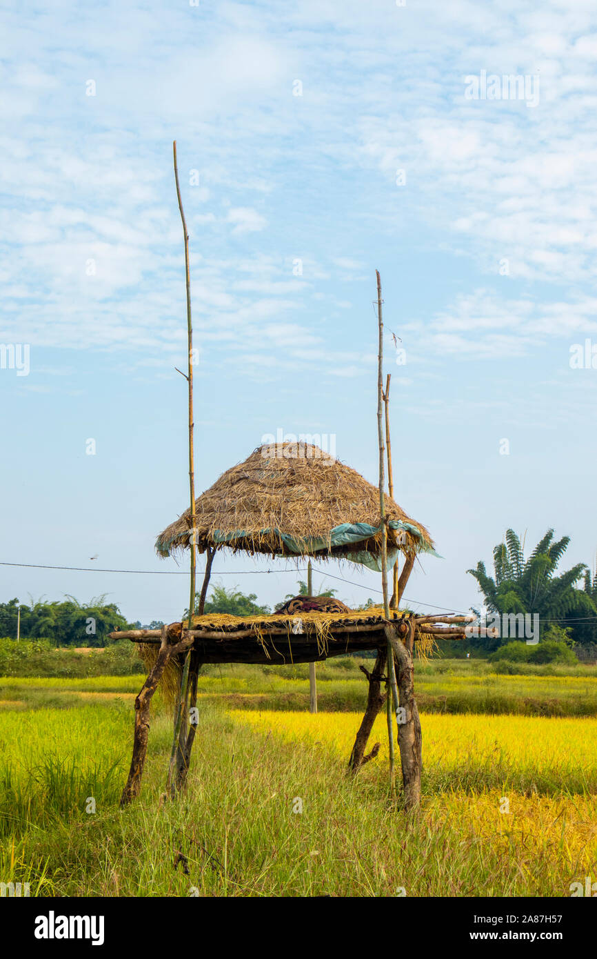Indian Bamboo,Woods and Straw Hut at the Rice field Stock Photo - Alamy