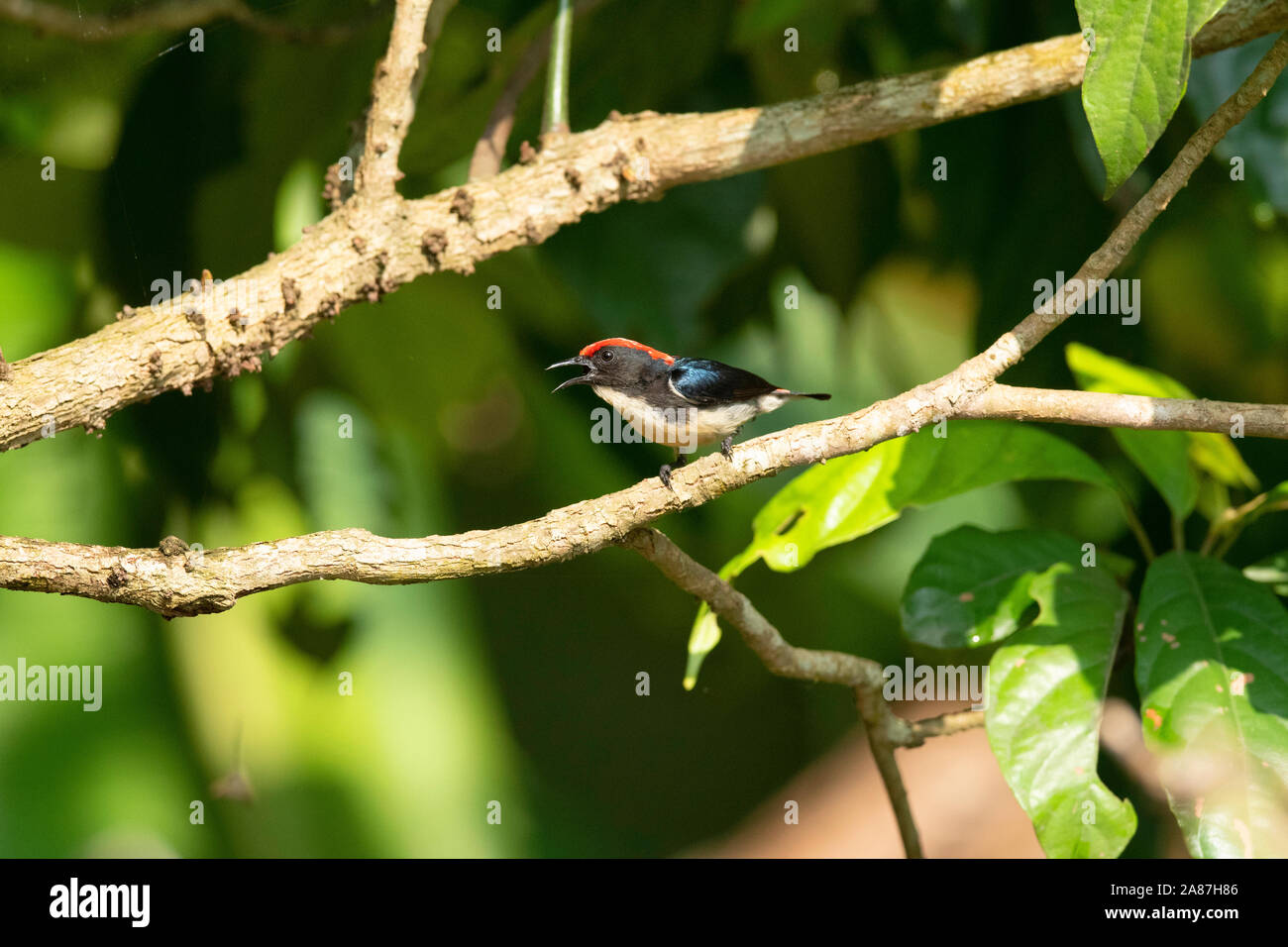 Scarlet-backed flowerpecker, Dicaeum cruentatum, Maguri, Beel, Assam ...