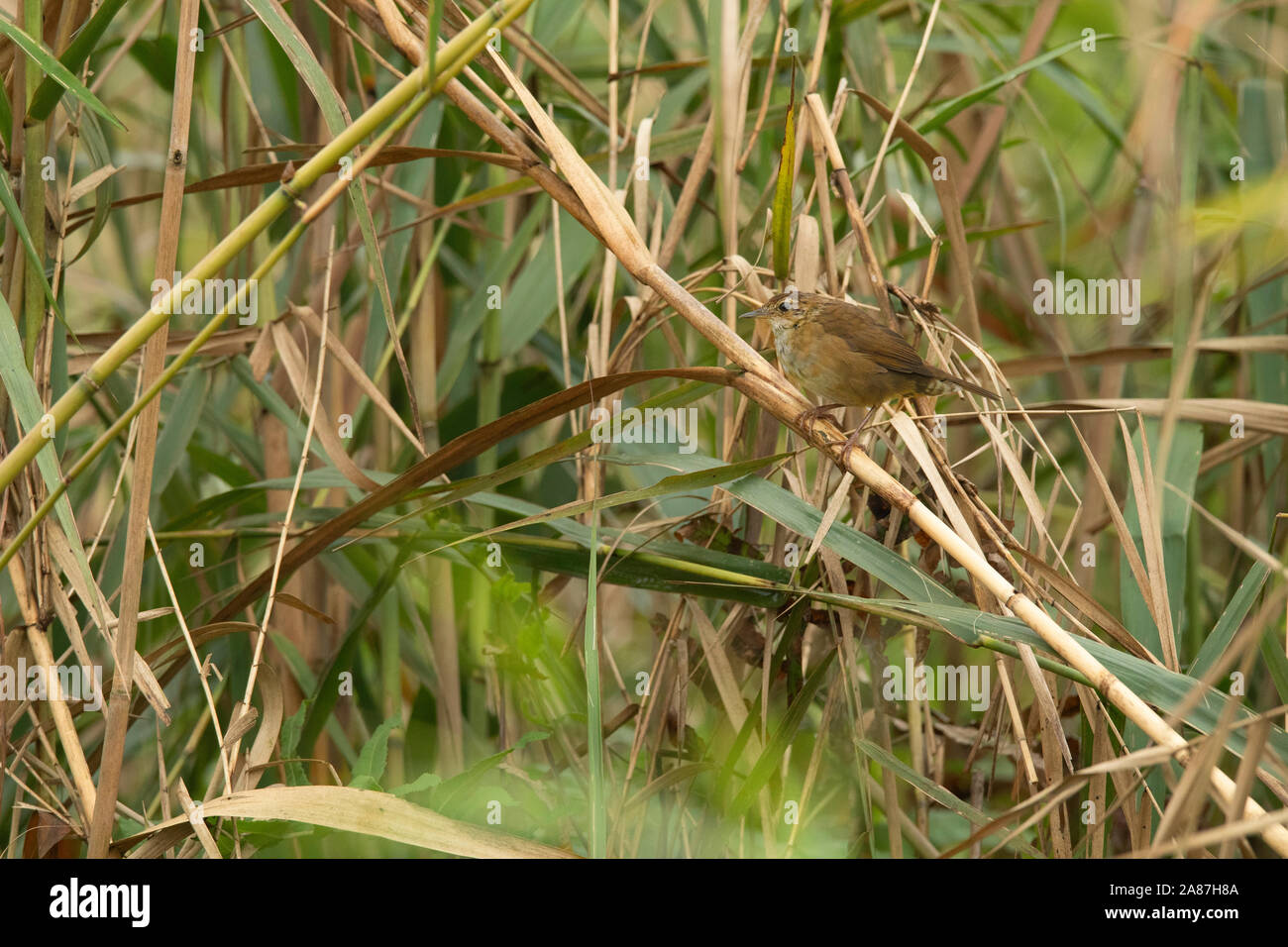Spotted Bush Warbler, Locustella thoracica, Maguri, Beel, Assam, India ...