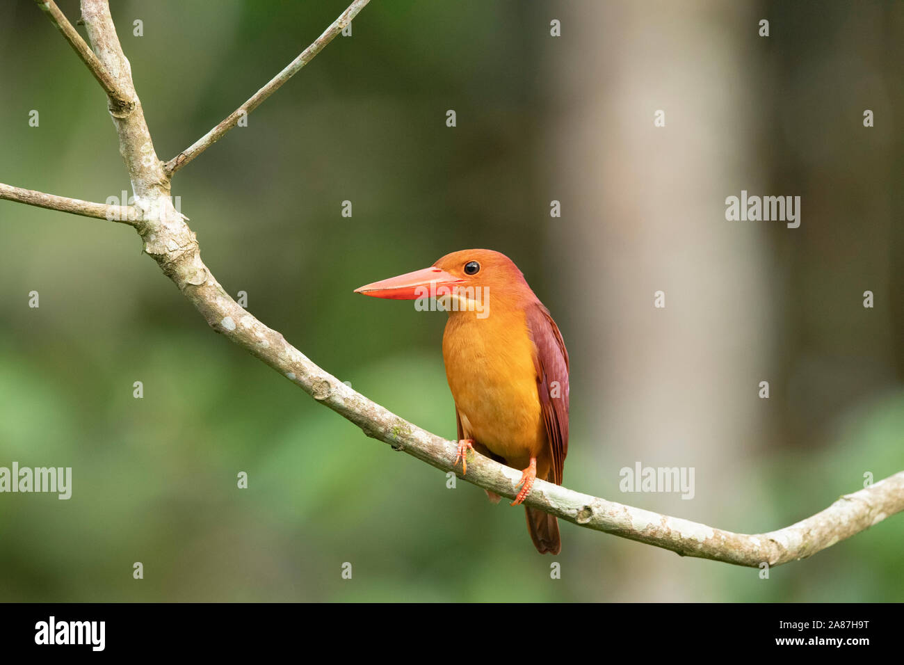 Fauna of assam hi-res stock photography and images - Alamy
