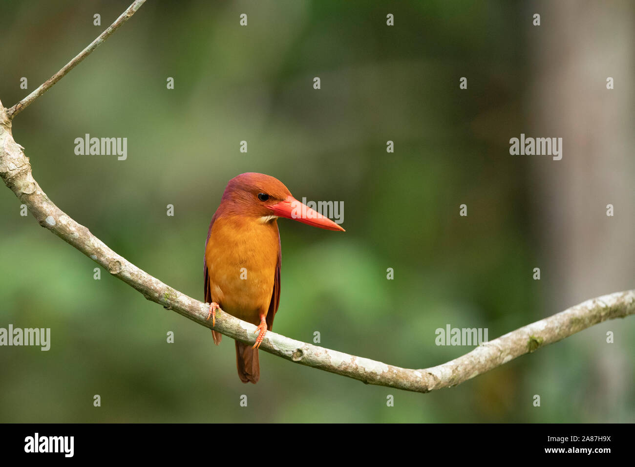 Fauna of assam hi-res stock photography and images - Alamy