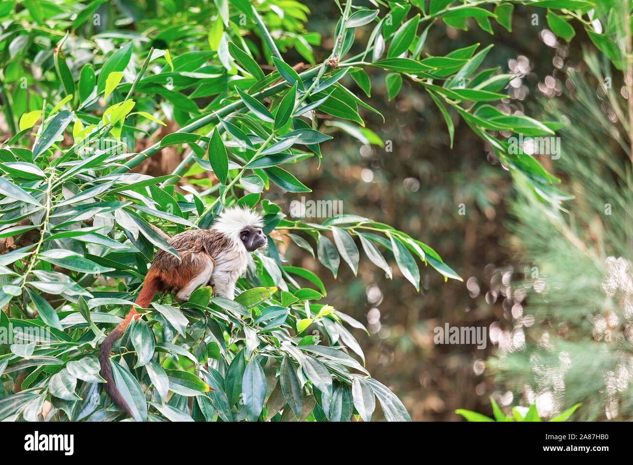 Tamarin monkey hi-res stock photography and images - Alamy