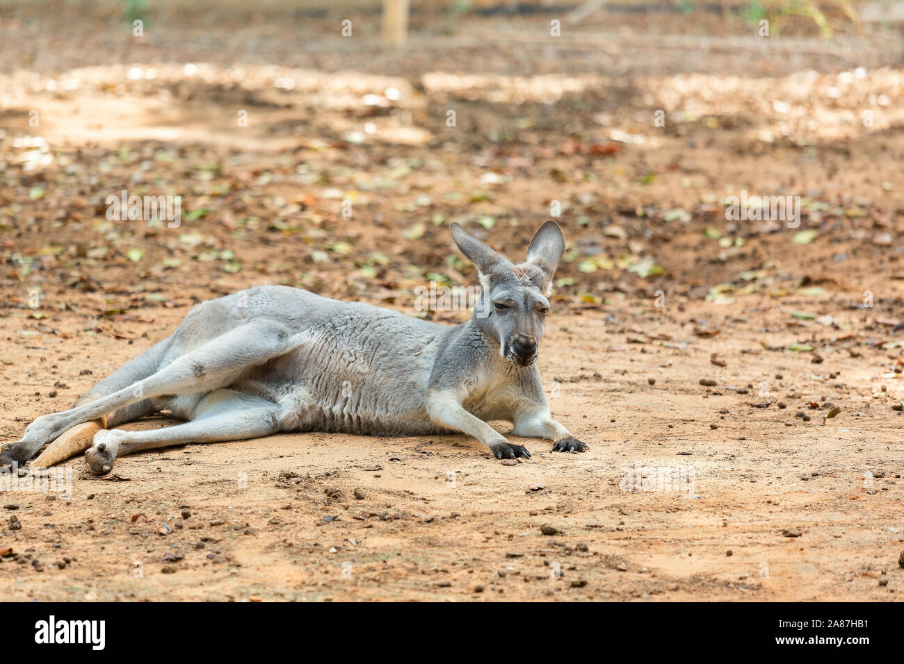 Kangaroo ears hi-res stock photography and images - Alamy