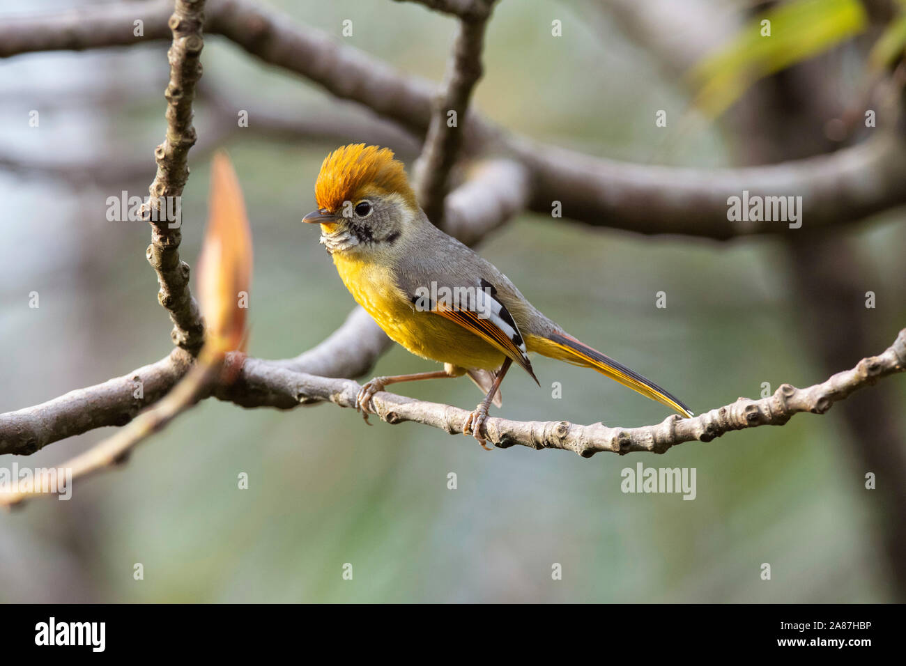 Beautiful yellow bird, Chestnut-tailed Minla (Minla strigula) on a ...