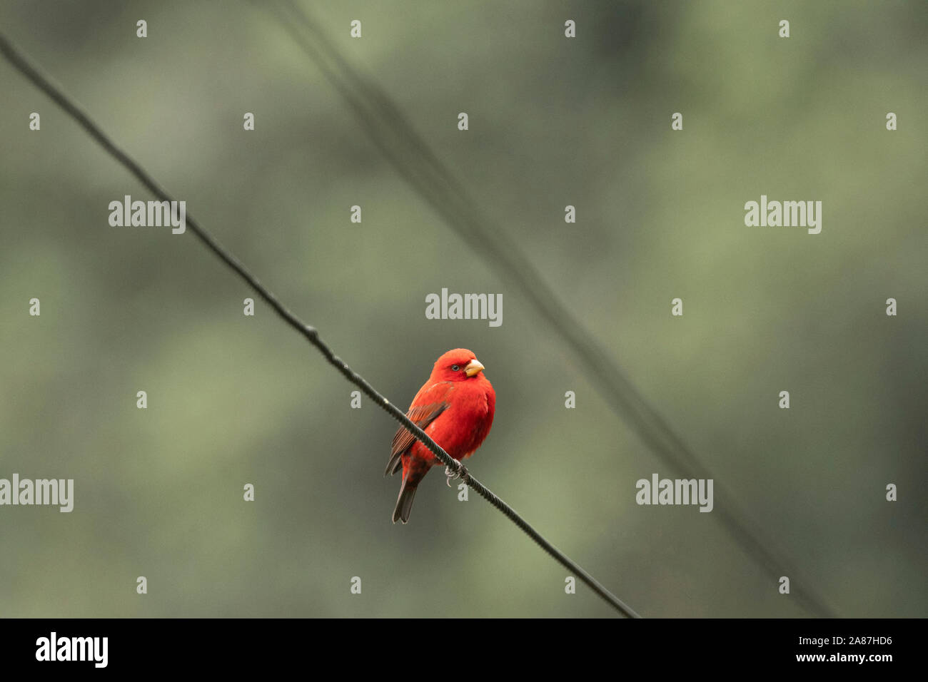 Scarlet Finch Male, Carpodacus sipahi, Mishmi Hills, Arunachal Pradesh ...