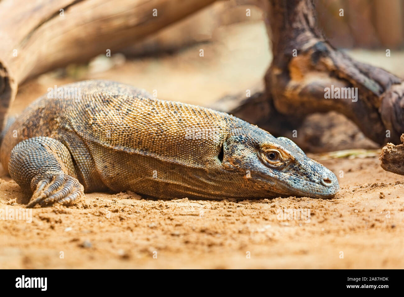 Water monitor biology hi-res stock photography and images - Alamy