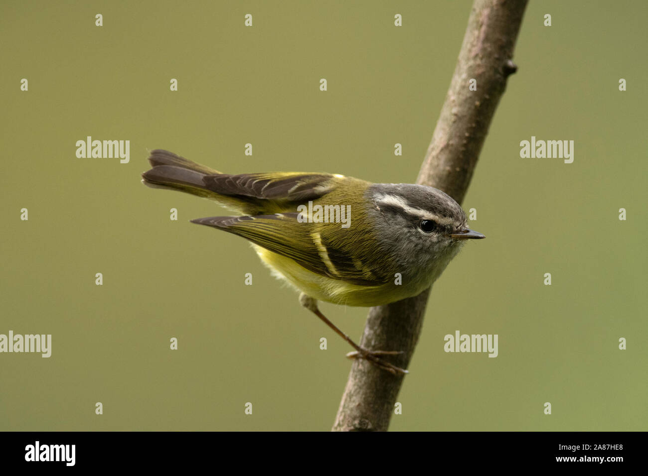 Ashy wren warbler perching hi-res stock photography and images - Alamy