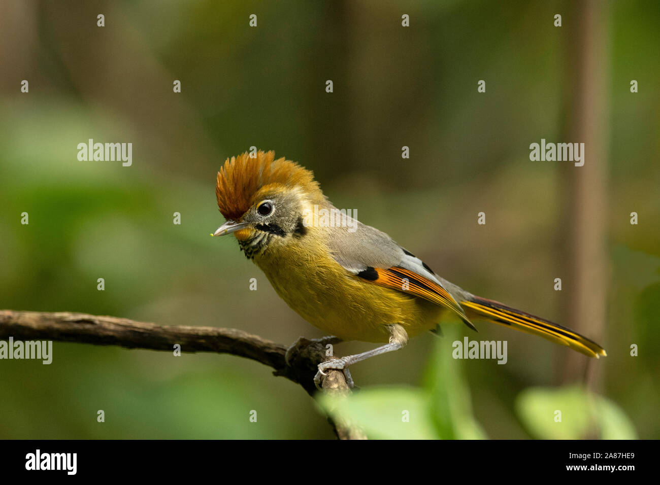 Bar-throated minla Bar-throated siva chestnut-tailed minla, Mishmi ...
