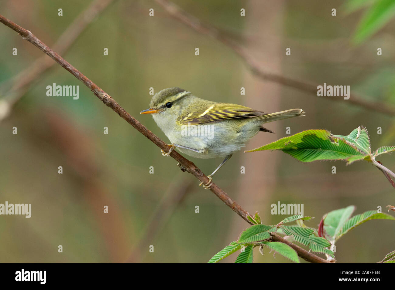 Blyth's Leaf-warbler, Phylloscopus reguloides, Mishmi Hills, Arunachal Pradesh, India Stock ...