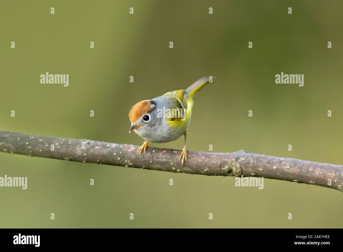 Chestnut-crowned warbler, Seicercus castaniceps, Mishmi Hills ...