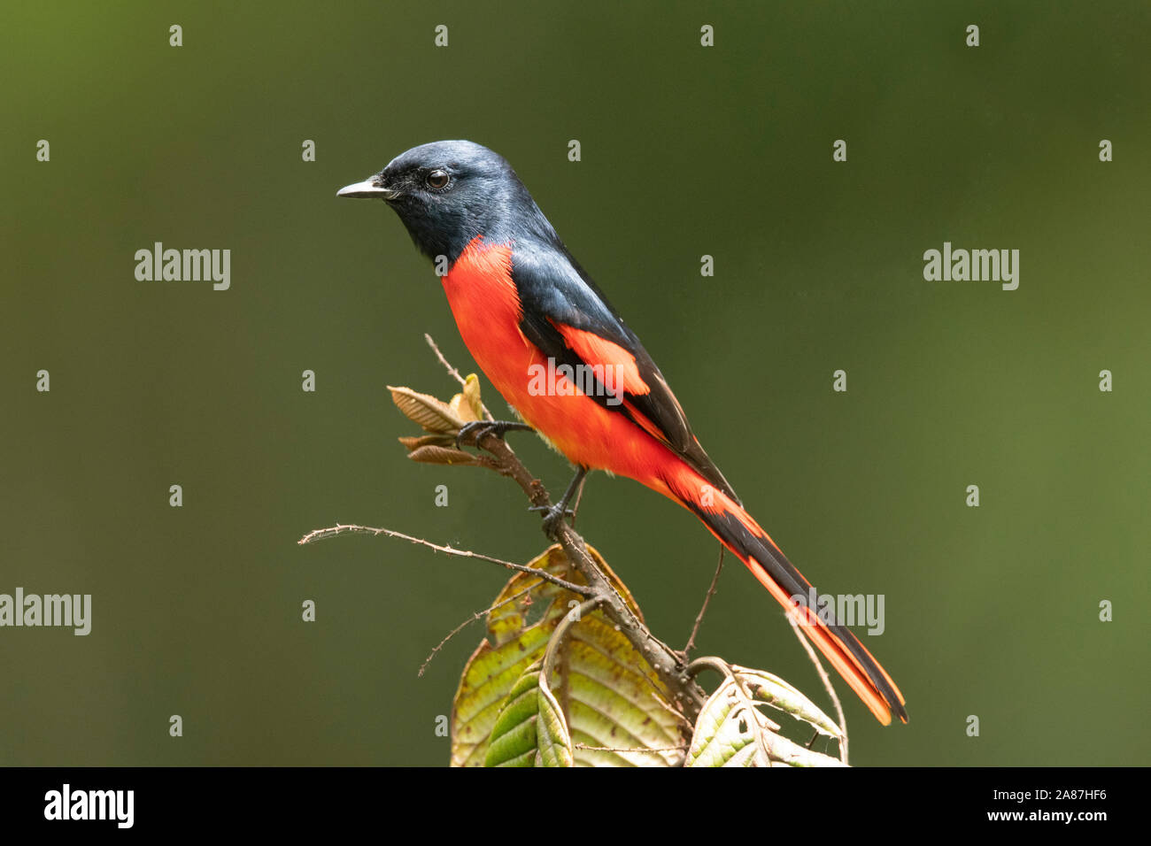 Short-billed minivet male, Pericrocotus brevirostris, Mishmi Hills ...