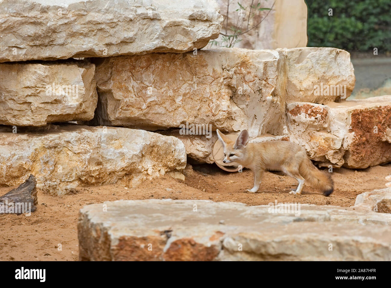 Desert fox argentina hi-res stock photography and images - Alamy