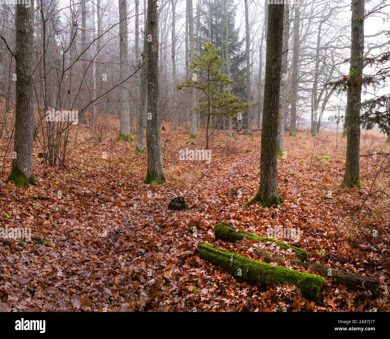 Finnish forest landscape in misty morning Stock Photo - Alamy