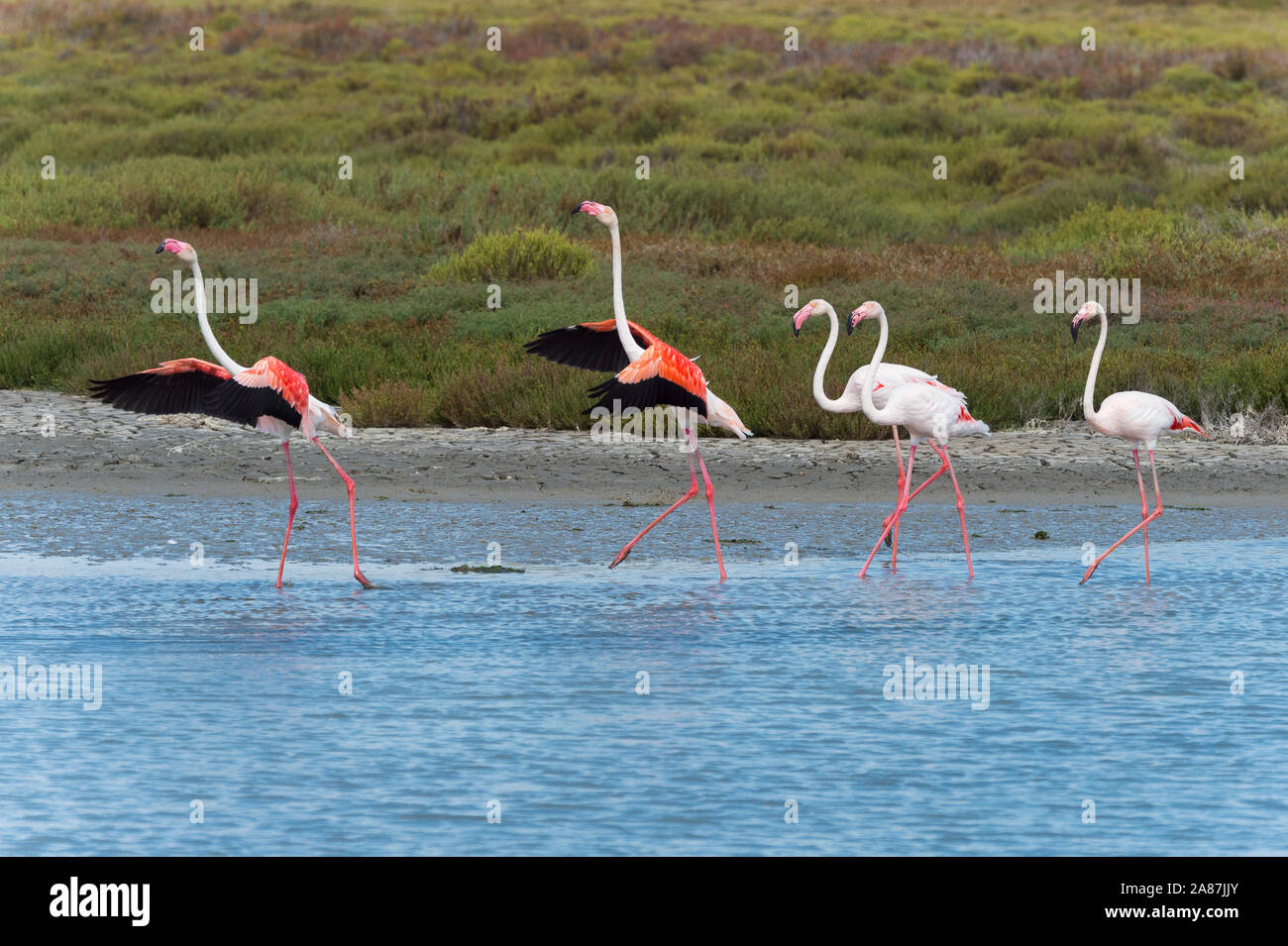 European Flamingo, Great Flamingo, Phoenicopterus roseus, Saintes ...