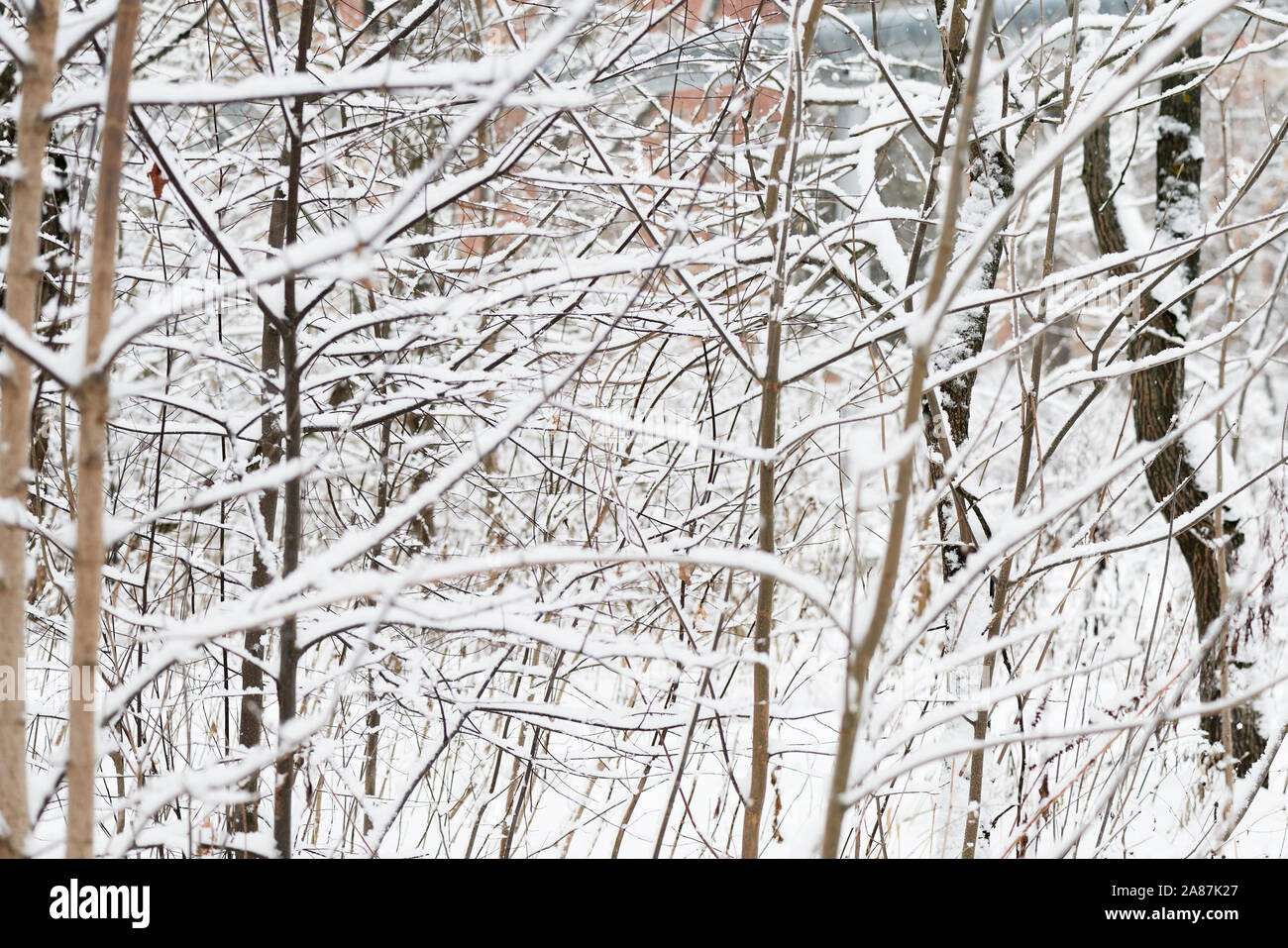 Winter snowfall covering tree branches hi-res stock photography and ...