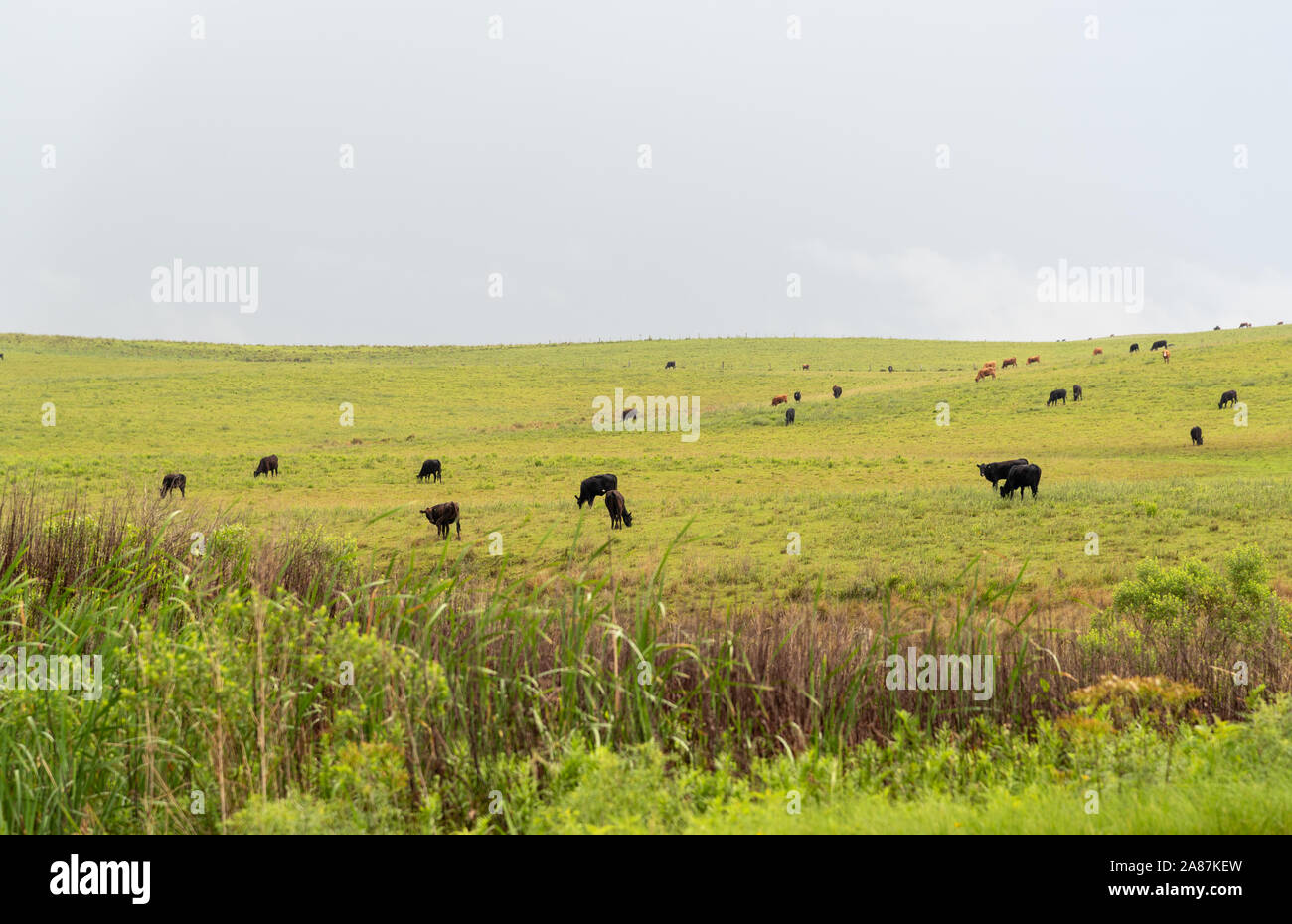 Wintering cattle hi-res stock photography and images - Alamy