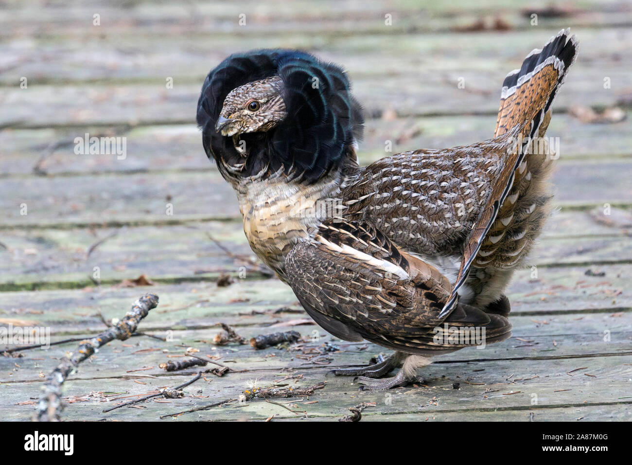 A ruffled grouse in Voyageurs National Park in northern Minnesota Stock ...