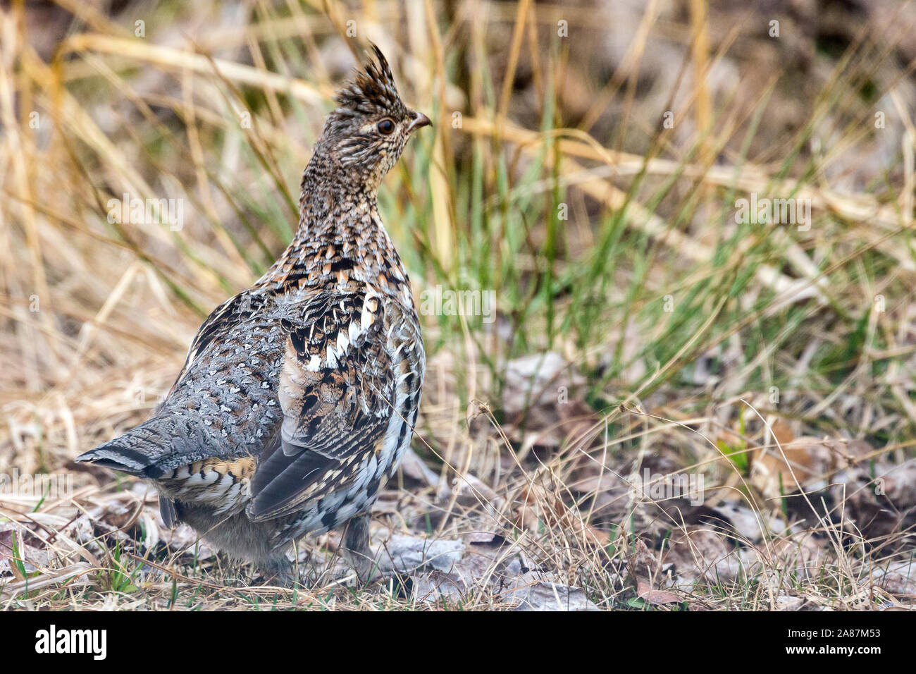 A ruffled grouse in Voyageurs National Park in northern Minnesota Stock ...