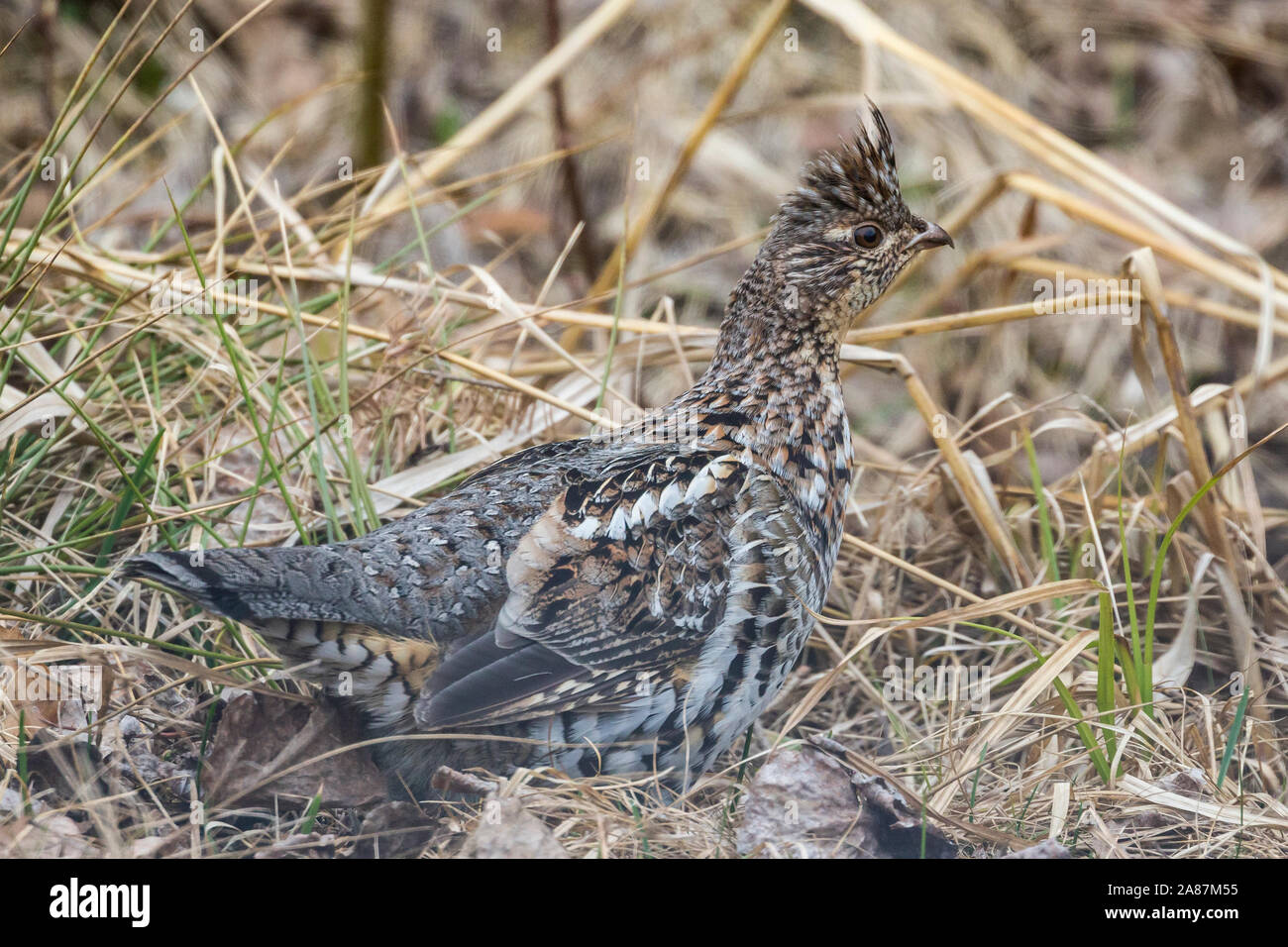 A ruffled grouse in Voyageurs National Park in northern Minnesota Stock ...