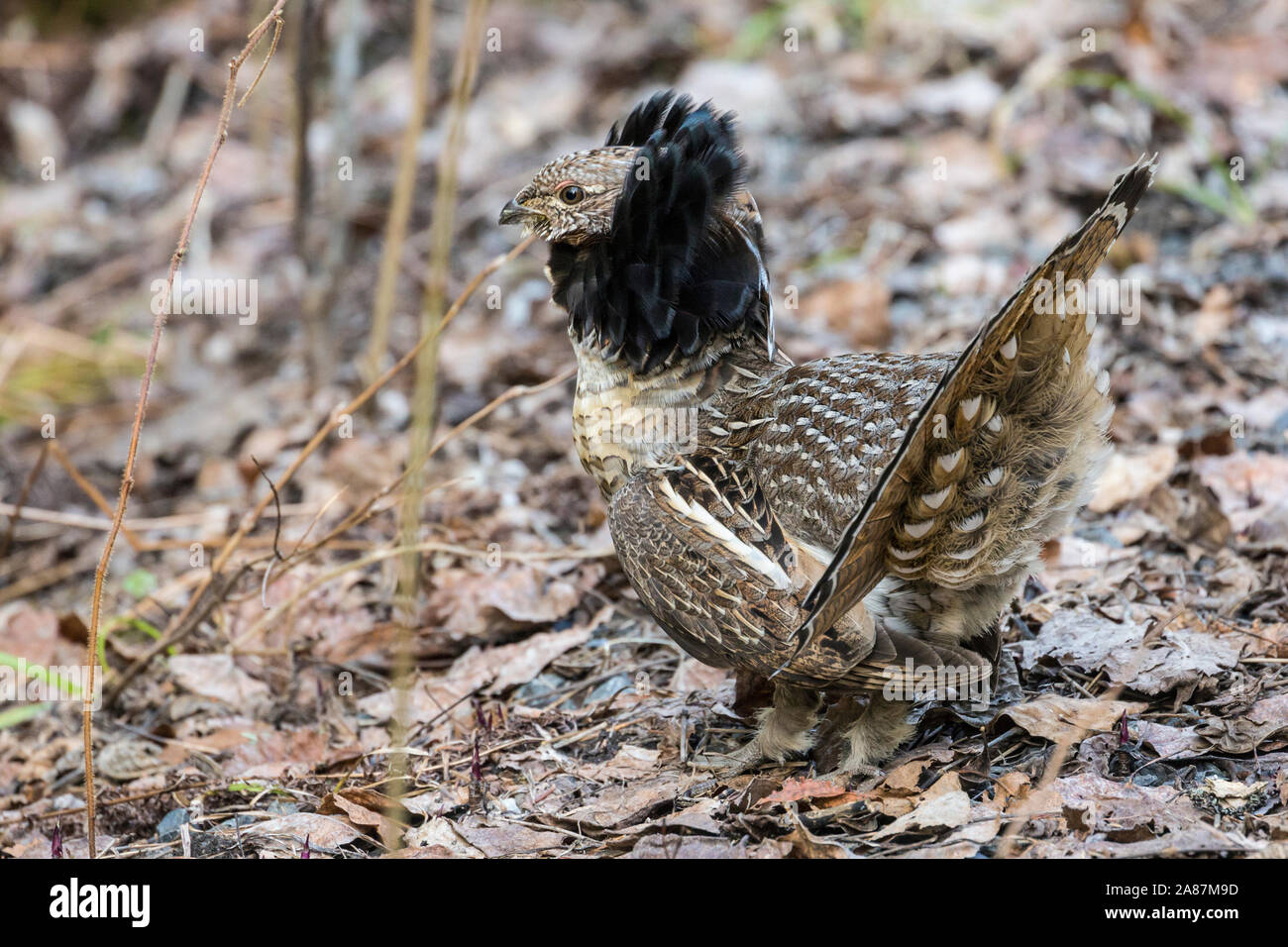 A ruffled grouse in Voyageurs National Park in northern Minnesota Stock ...