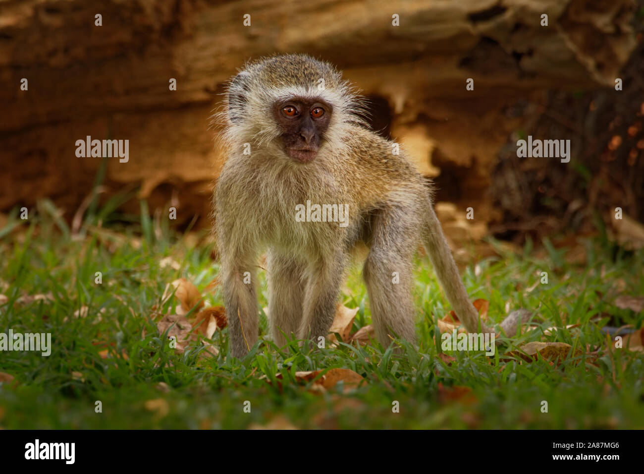 Cynosuros hi-res stock photography and images - Alamy