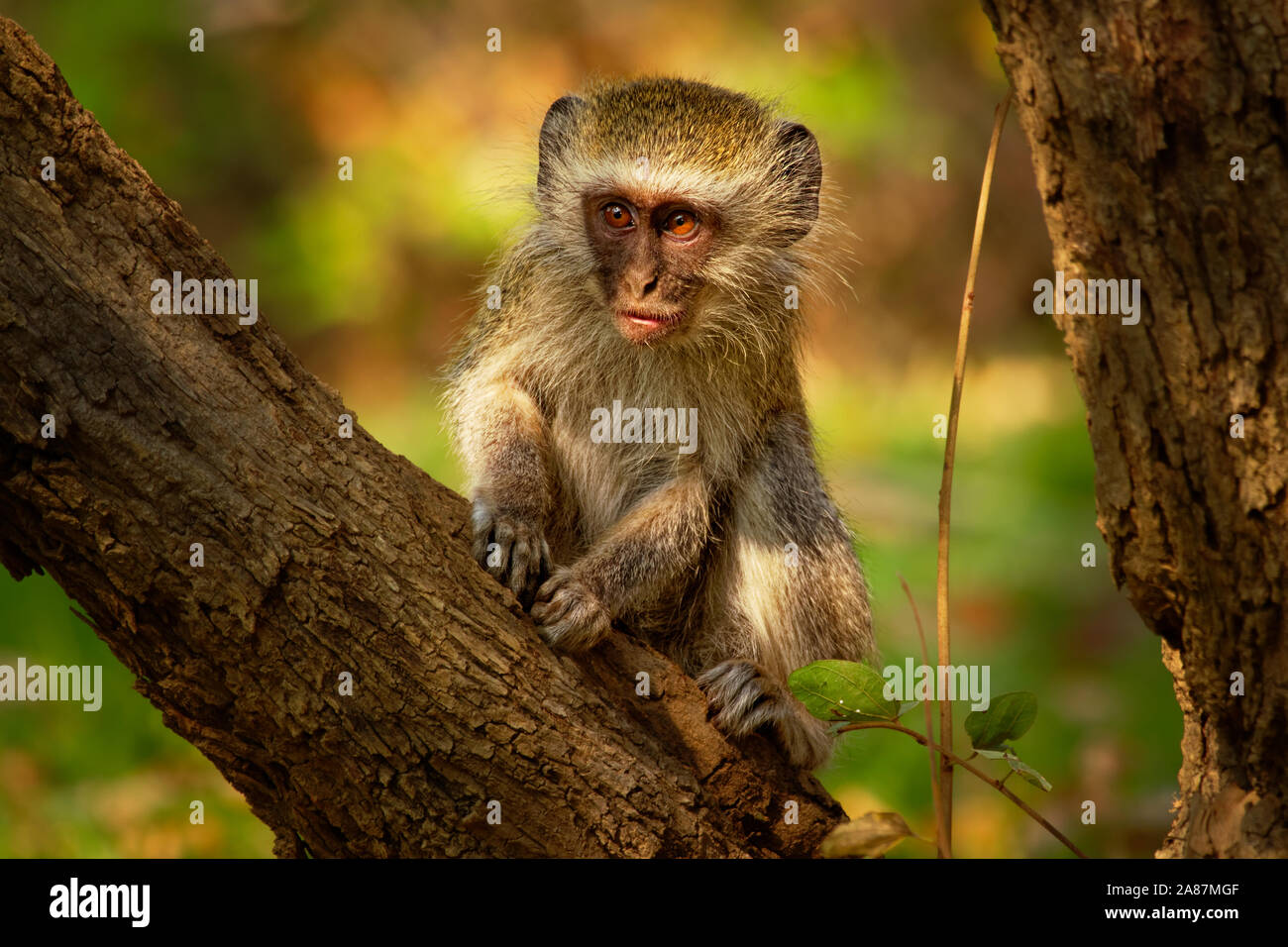 Vervet Monkey - Chlorocebus pygerythrus Old World monkey of the family ...