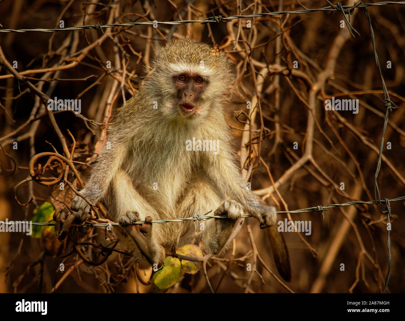 Vervet Monkey - Chlorocebus pygerythrus Old World monkey of the family ...