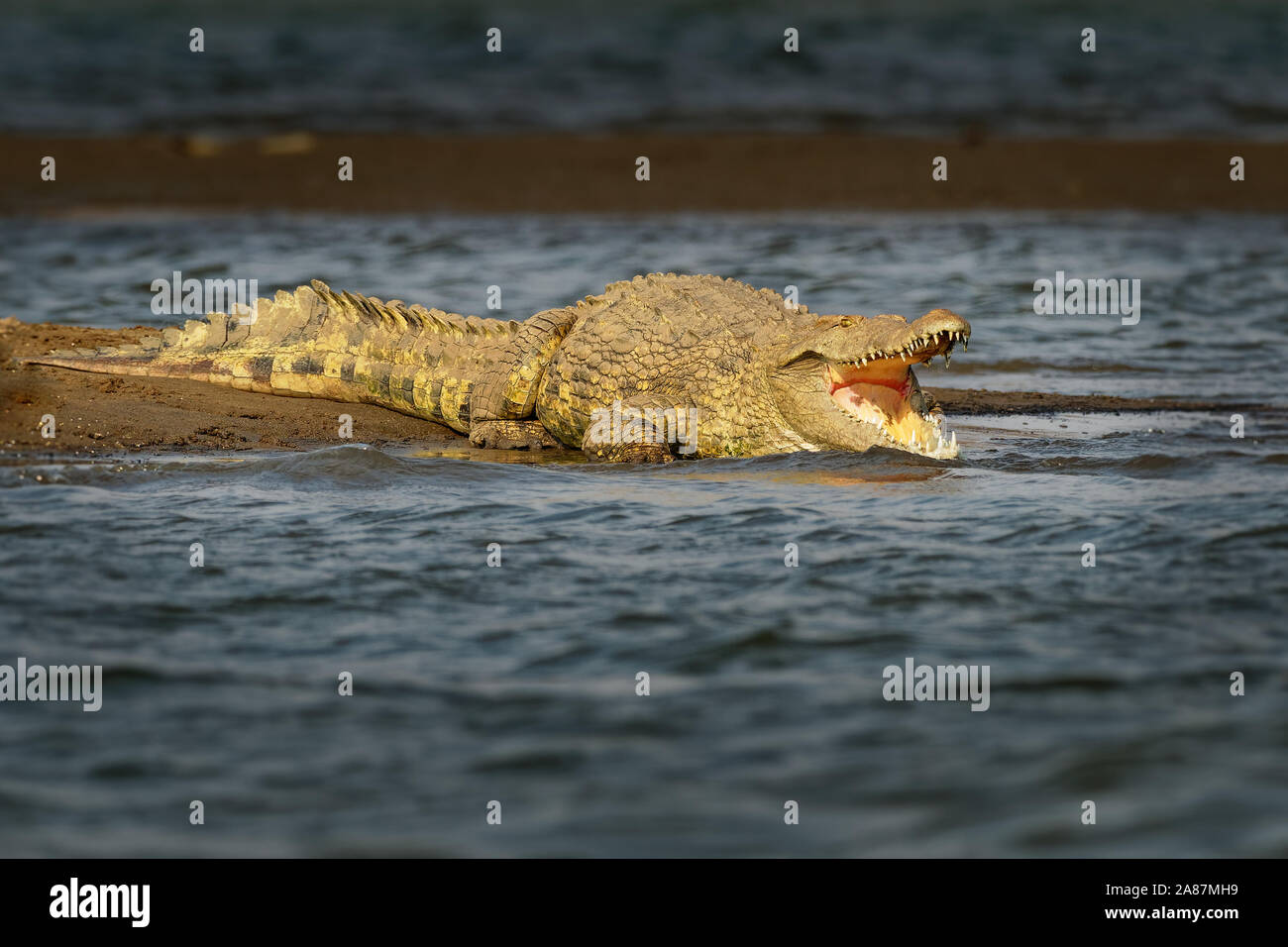 Nile Crocodile - Crocodylus niloticus large crocodilian native to ...