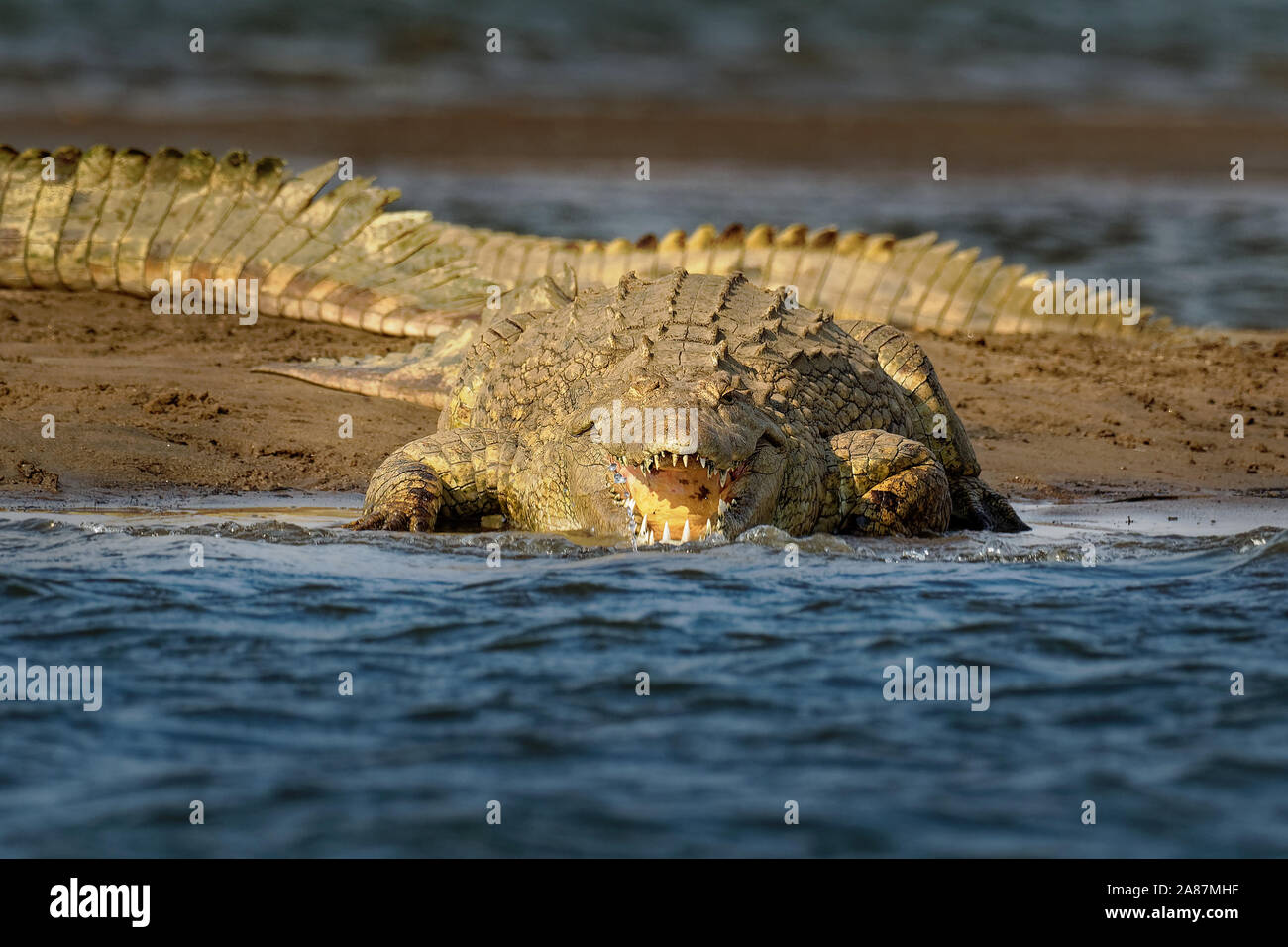 Mana pools national park crocodiles hi-res stock photography and images ...