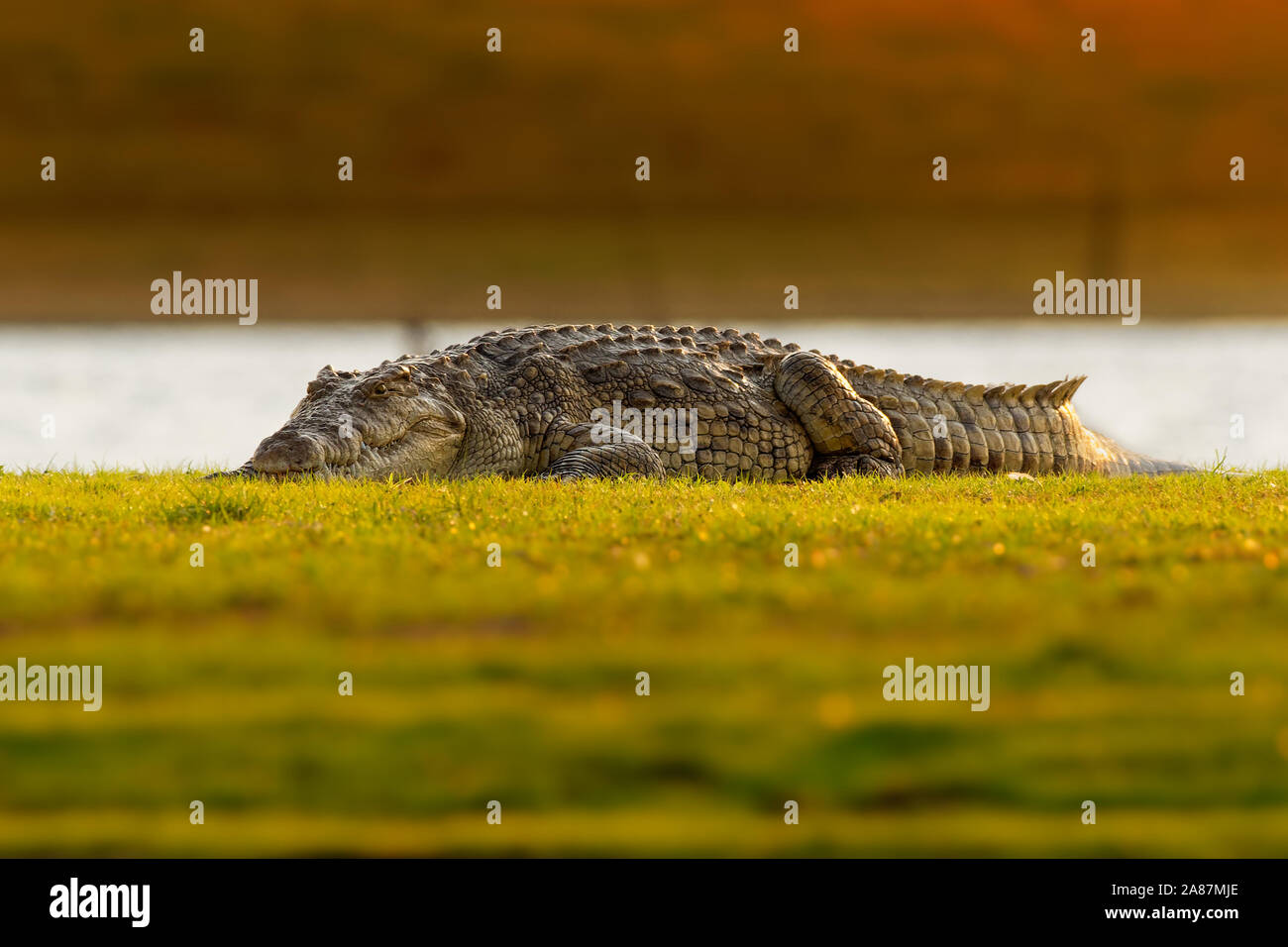 Nile Crocodile - Crocodylus niloticus large crocodilian native to ...