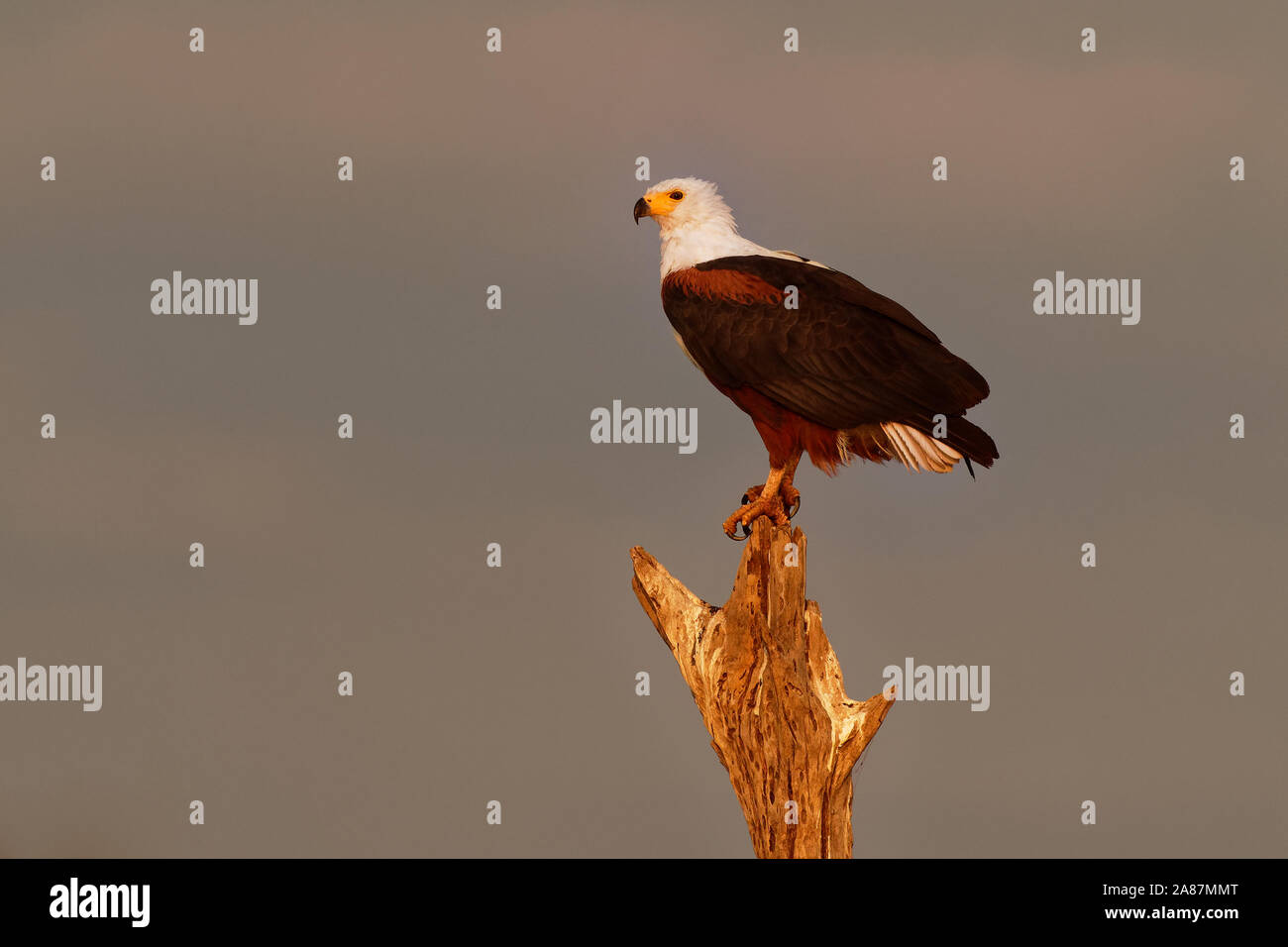 African Fish-eagle - Haliaeetus vocifer large species of white and ...