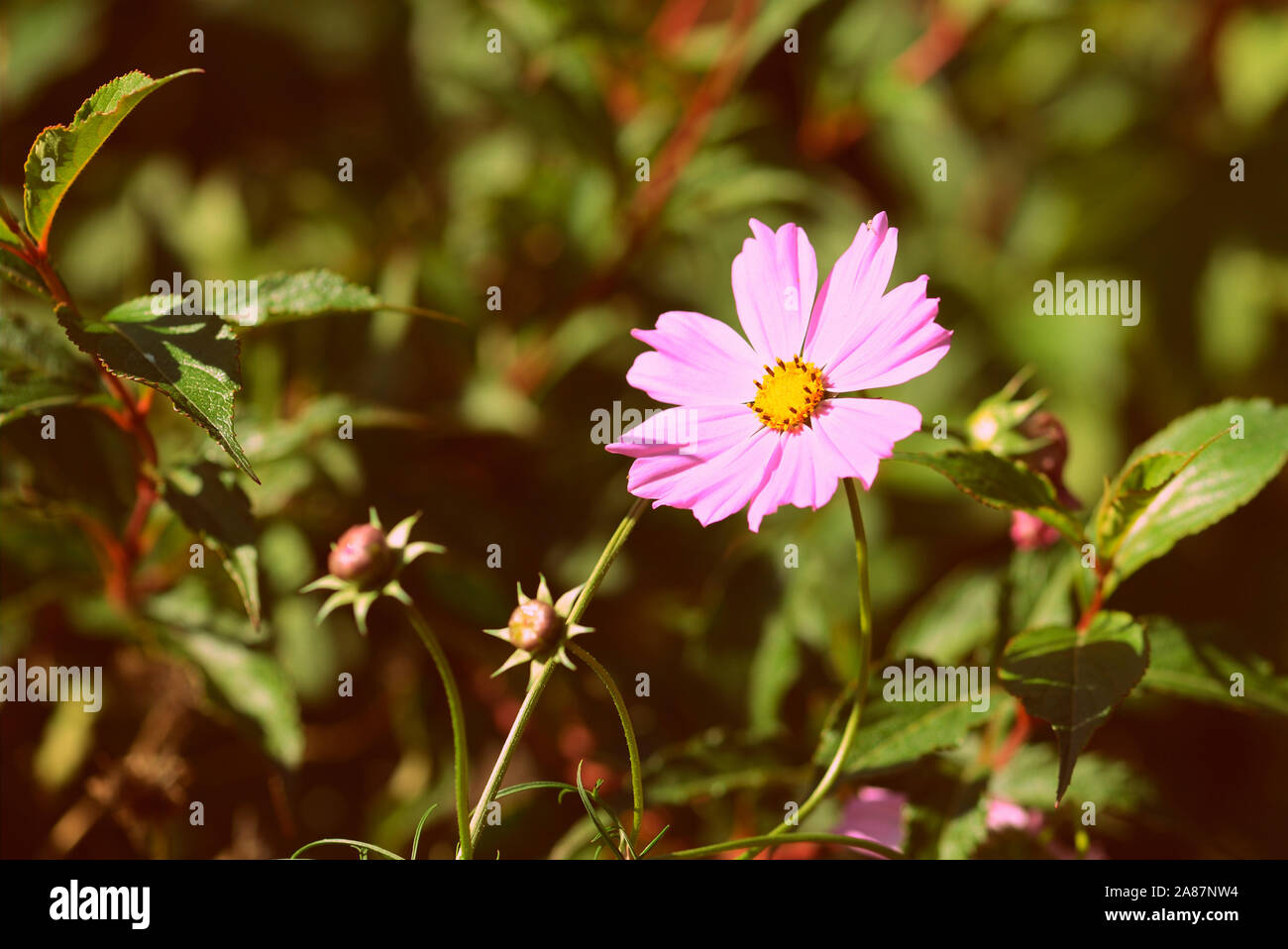 Cosmo plant hi-res stock photography and images - Alamy