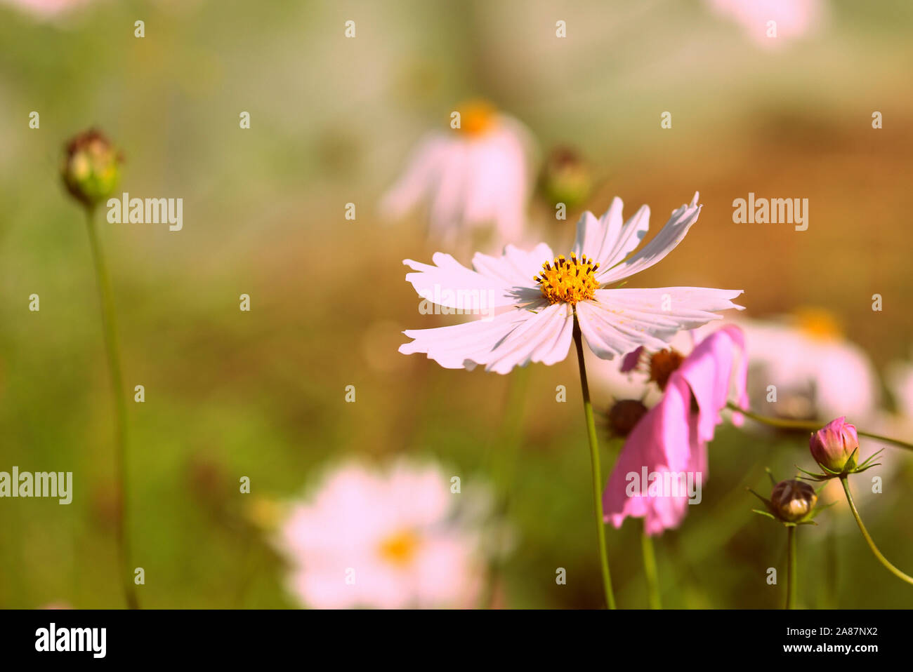 Cosmo plant hi-res stock photography and images - Alamy