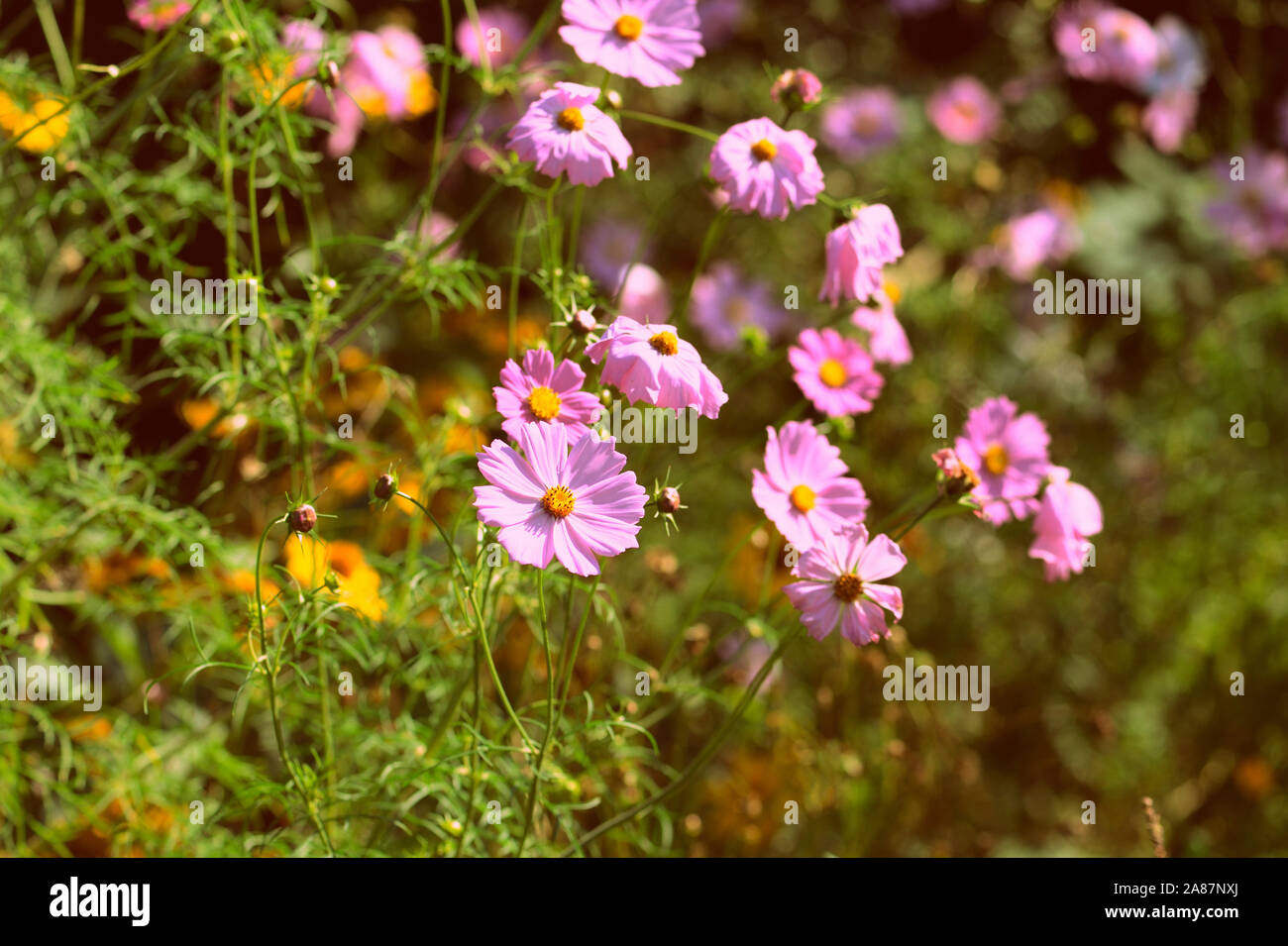 Cosmo bouquet hi-res stock photography and images - Alamy