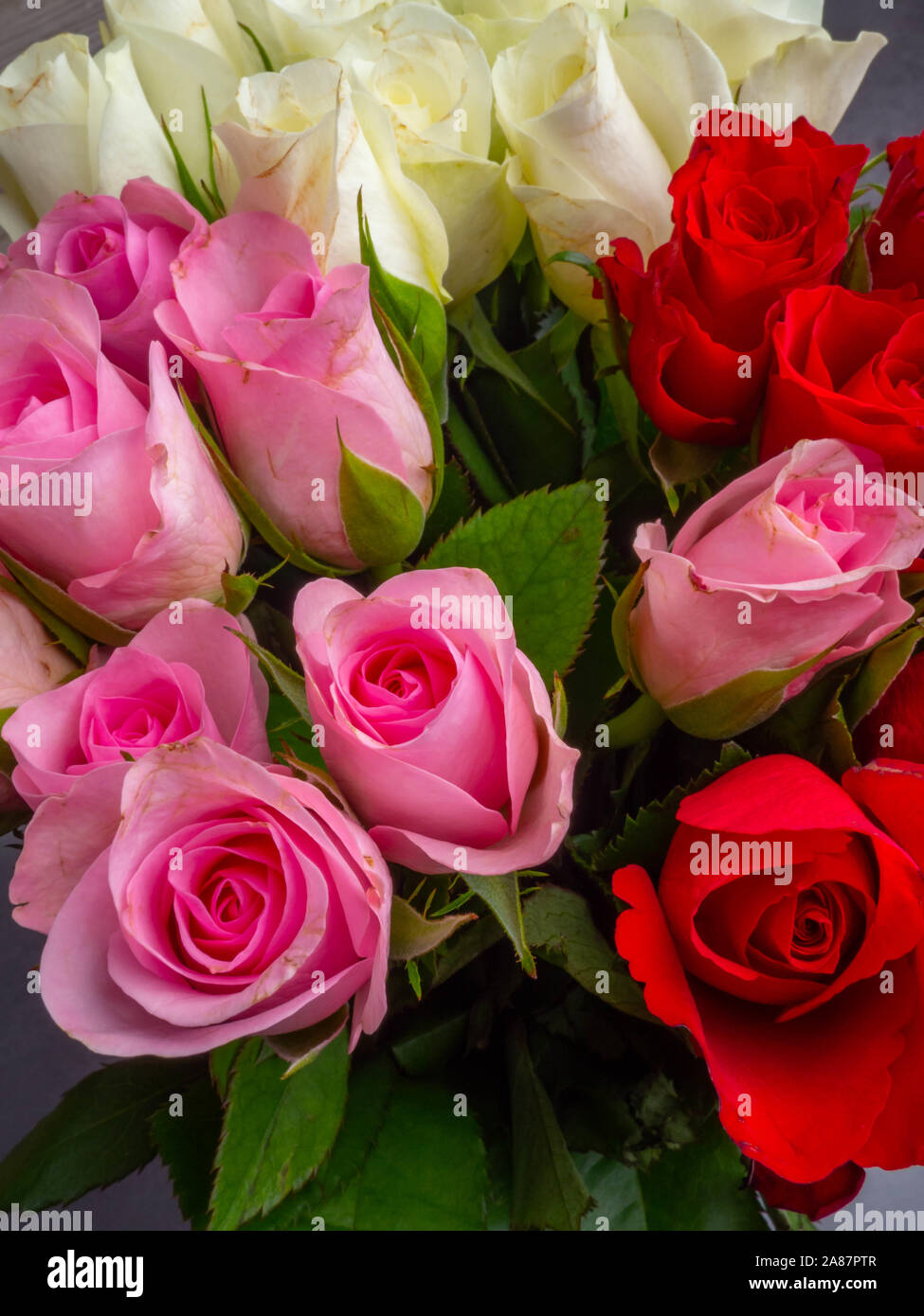 Different Color Roses High Resolution Stock Photography and Images - Alamy