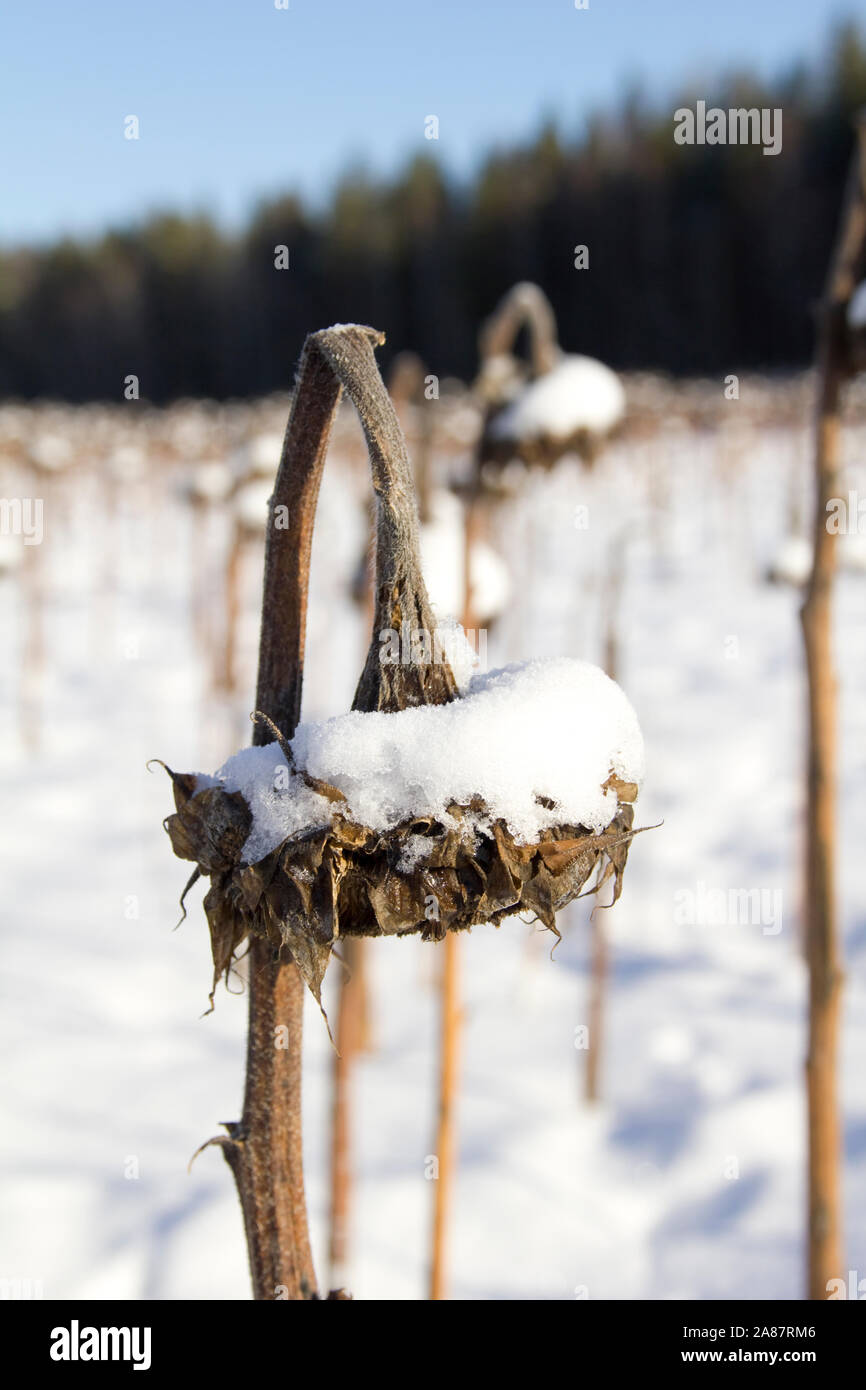 Dried sunflower covered with snow in winter Stock Photo - Alamy