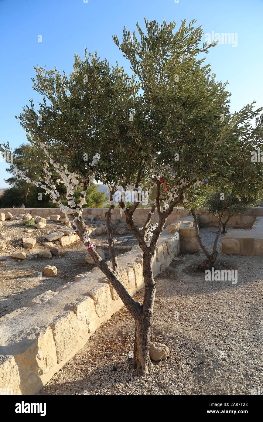Olive Tree planted by Pope John Paul II, Mount Nebo, Madaba Governorate ...