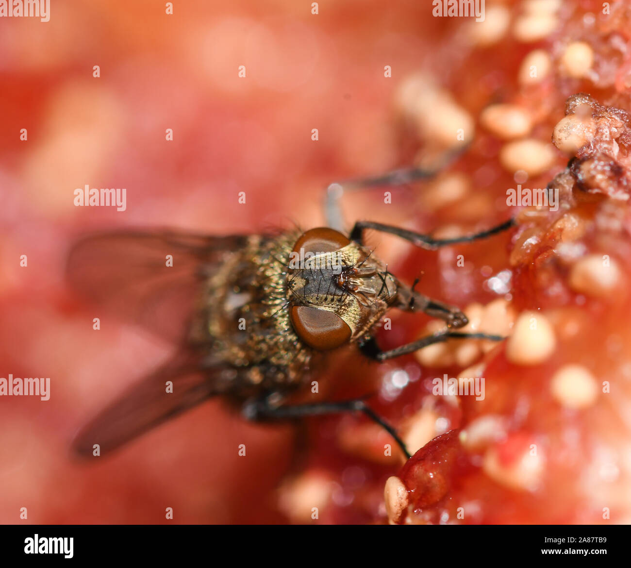 Insectos insectos hi-res stock photography and images - Alamy