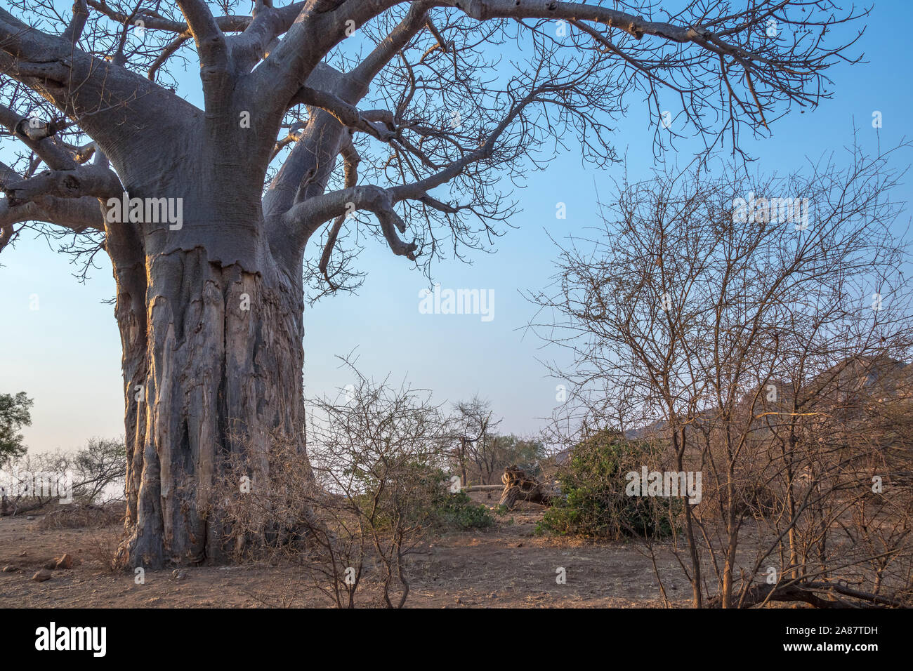 View below a large baobab tree in the African bush image with copy ...