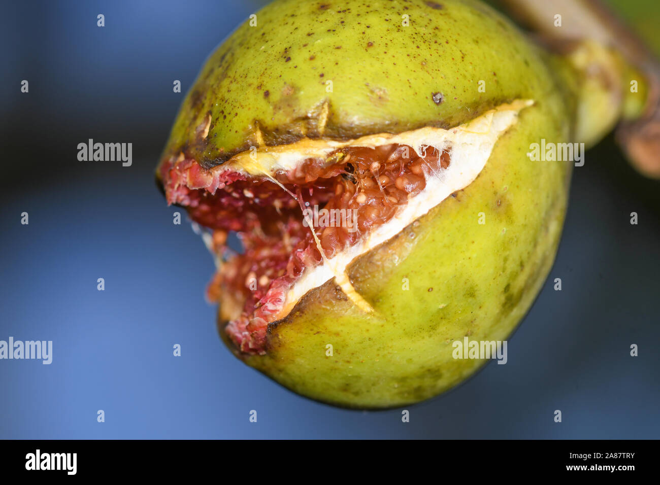 Fig fully open showing the seeds Stock Photo - Alamy