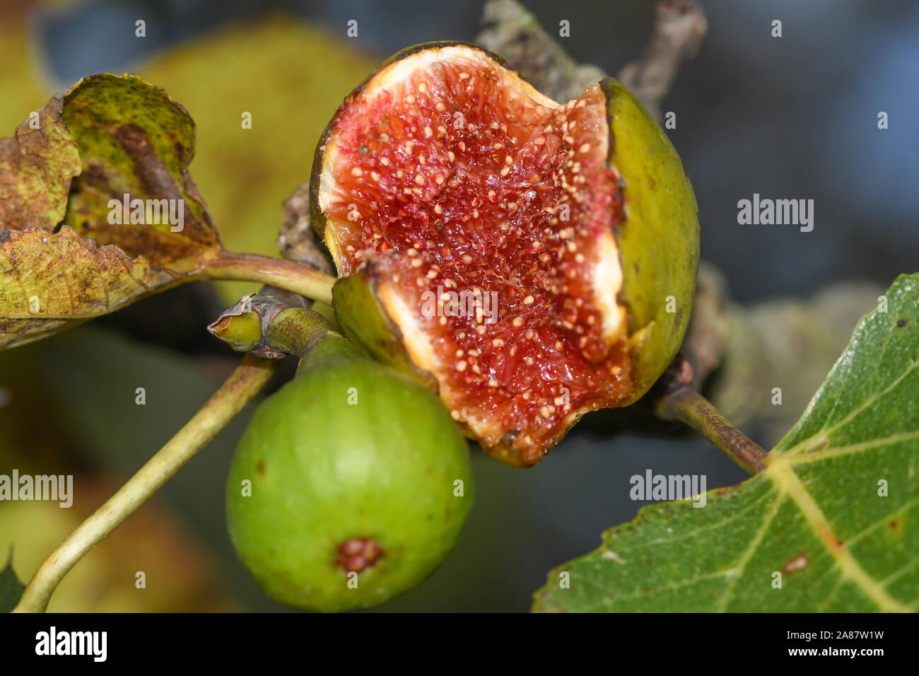 Fig fully open showing the seeds Stock Photo - Alamy