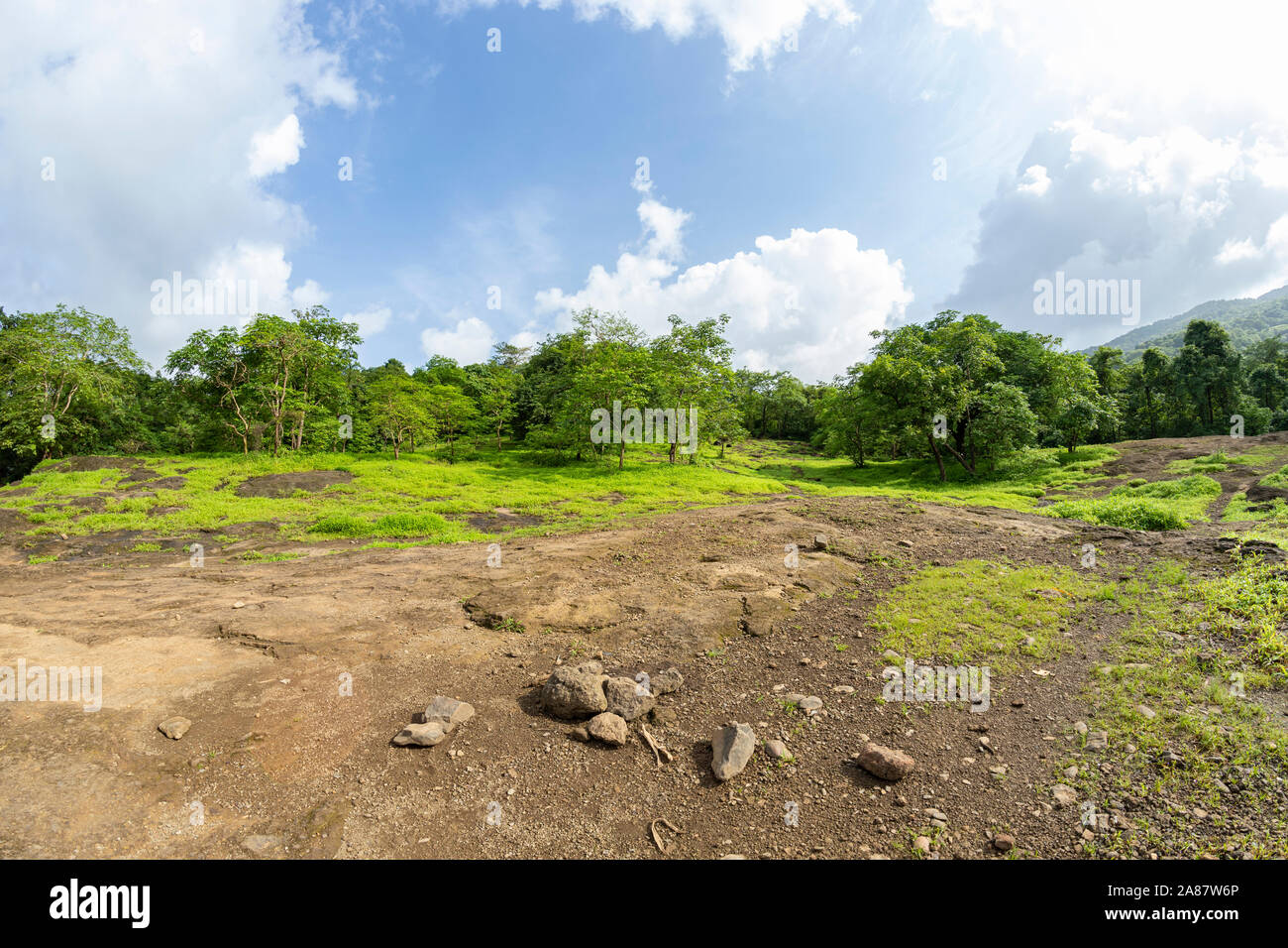 View of the tropical forest in the Sanjay Gandhi National Park Mumbai ...