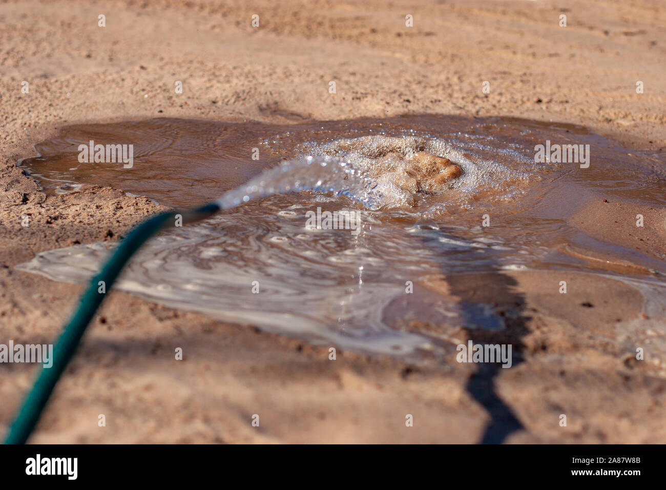 Water from a hose flows on sand in sunny weather. In the sand a puddle ...