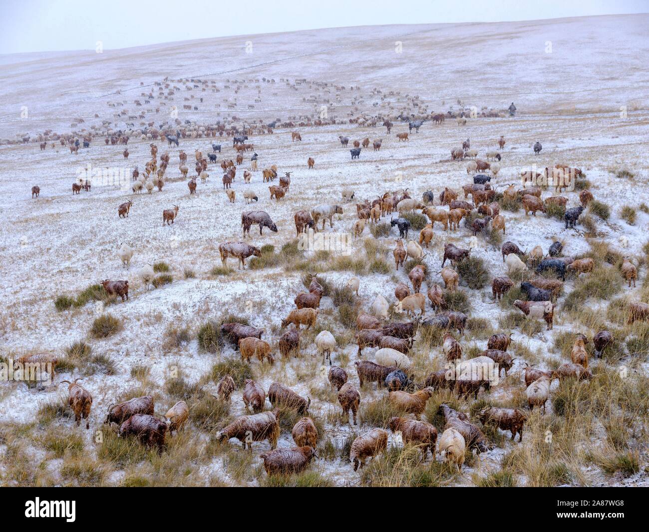Goat herd in snowstorm, Mongolian steppe, Bulgan Aimag, Bulgan province ...