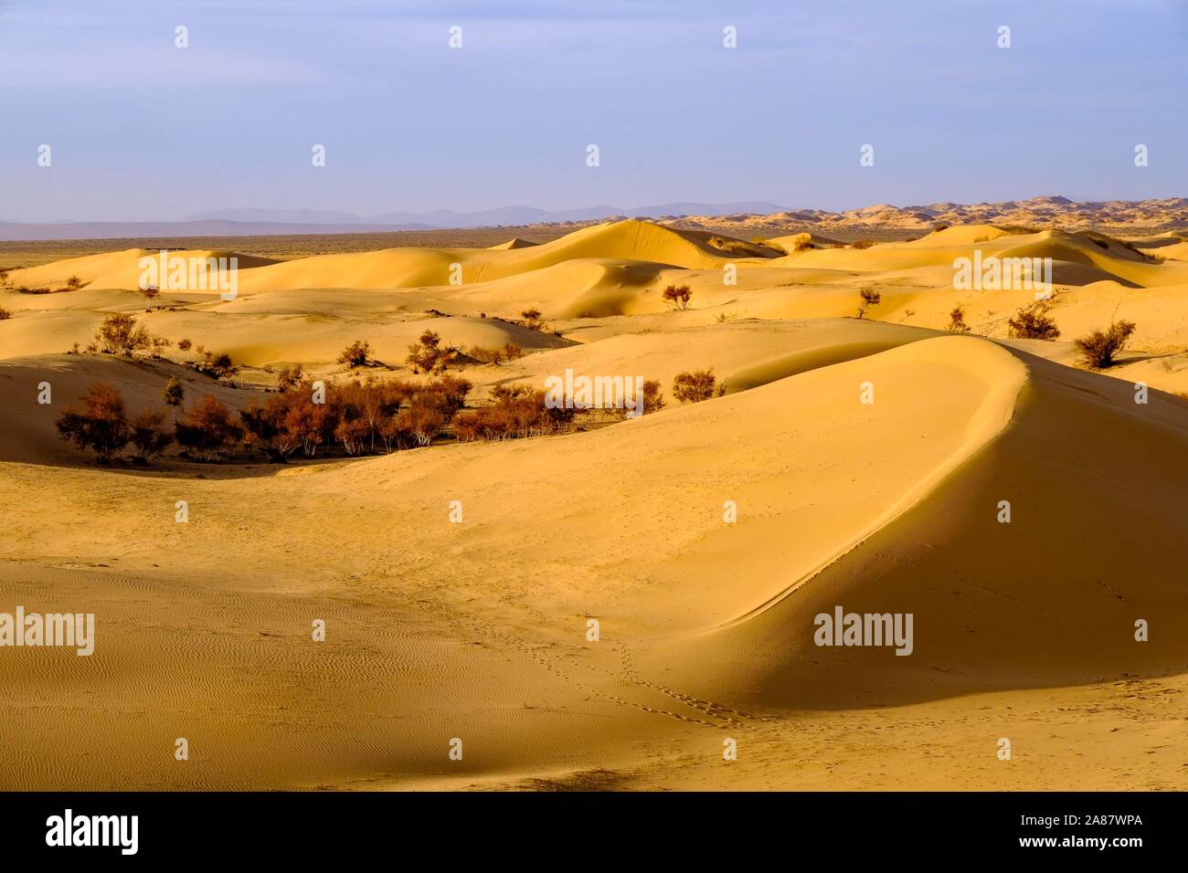 Sand dunes of Elsen Tasarkhai, Bulgan Aimag, Bulgan Province, Mongolia ...