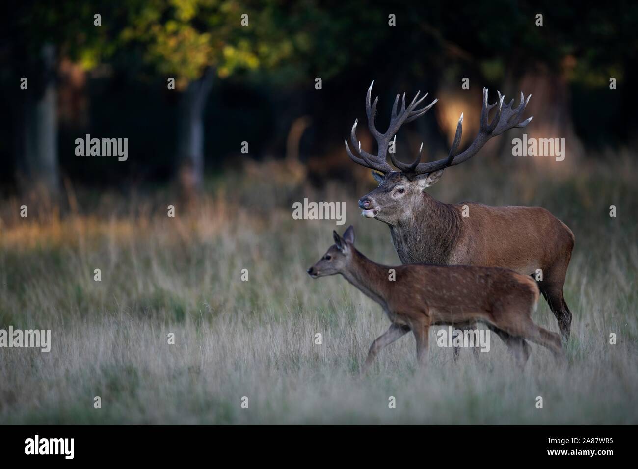Red Deer (Cervus elaphus), stag, Copenhagen, Denmark Stock Photo - Alamy