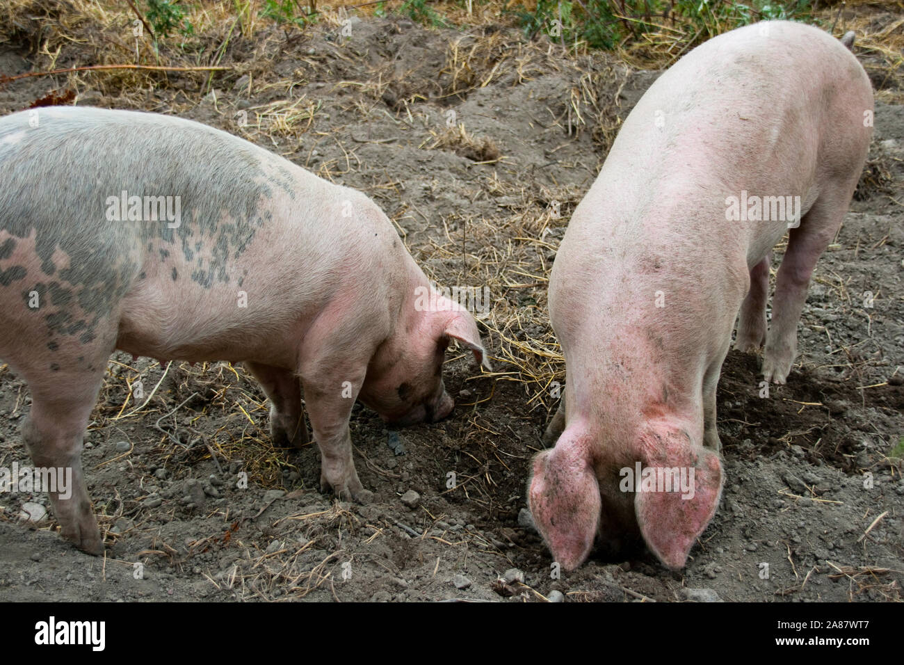 Animal rooting hi-res stock photography and images - Alamy